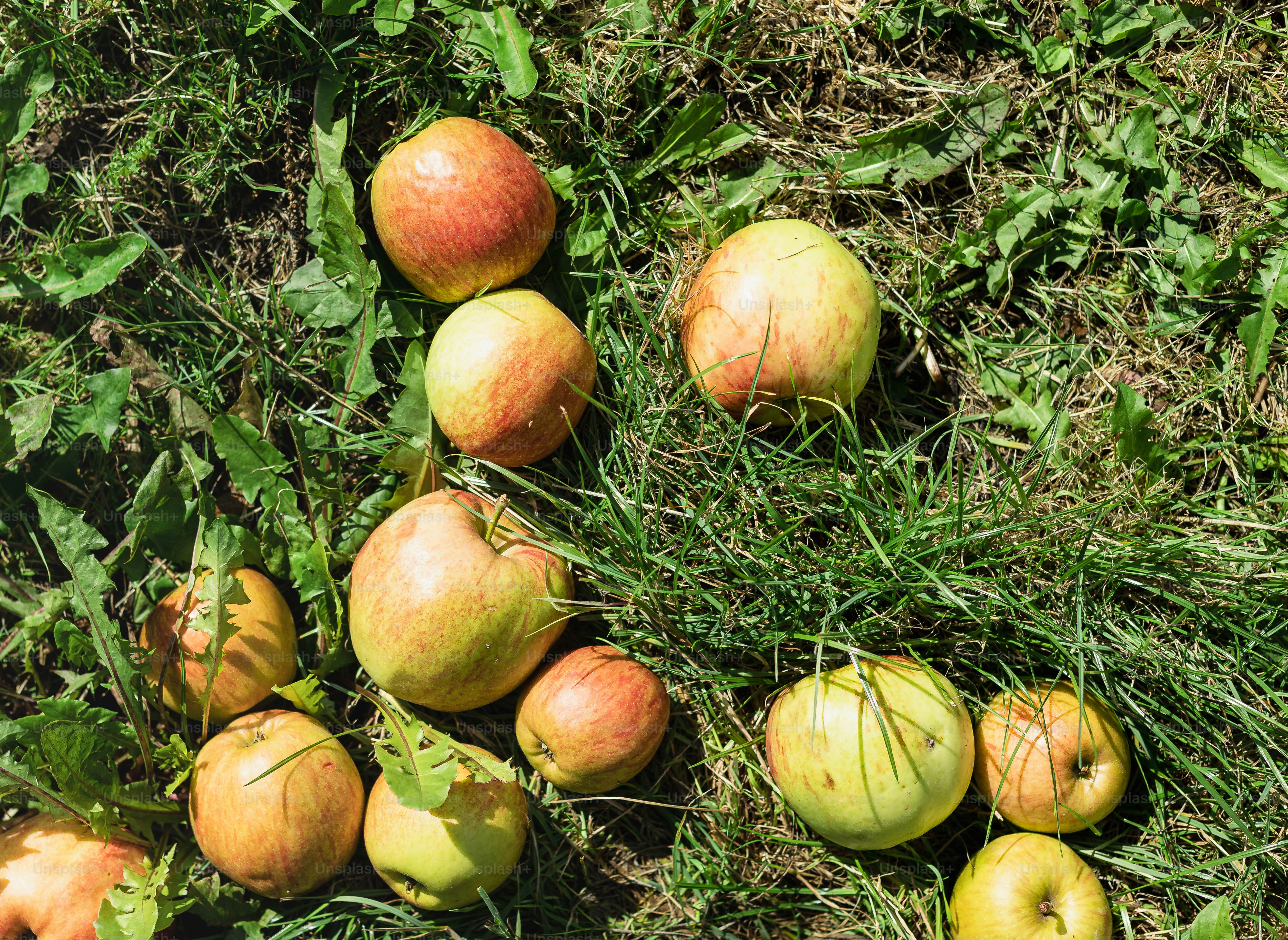 Foto Un ramo de manzanas que están sentadas en la hierba – Fruta Imagen ...