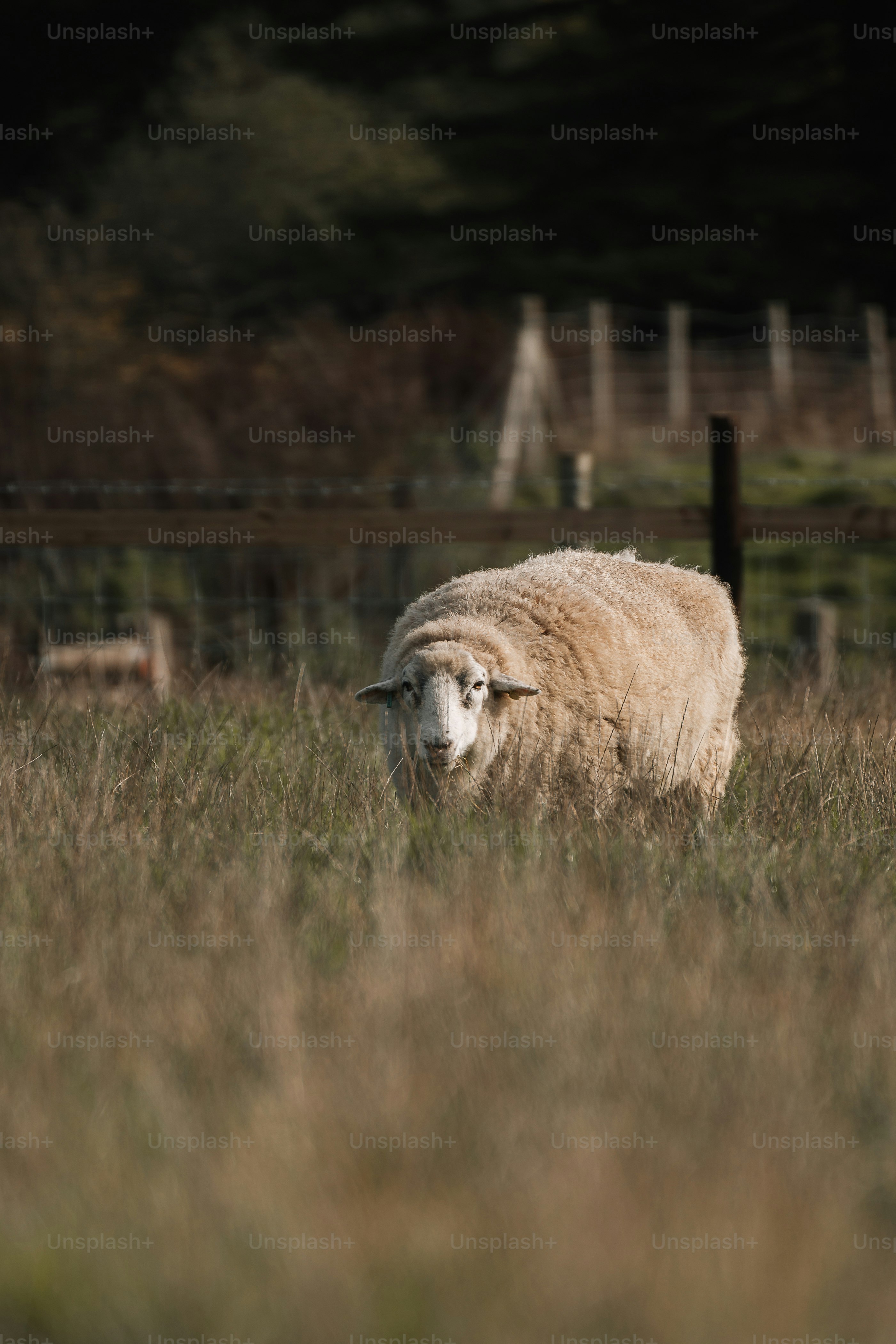 A sheep standing in a field of tall grass photo – United kingdom Image ...