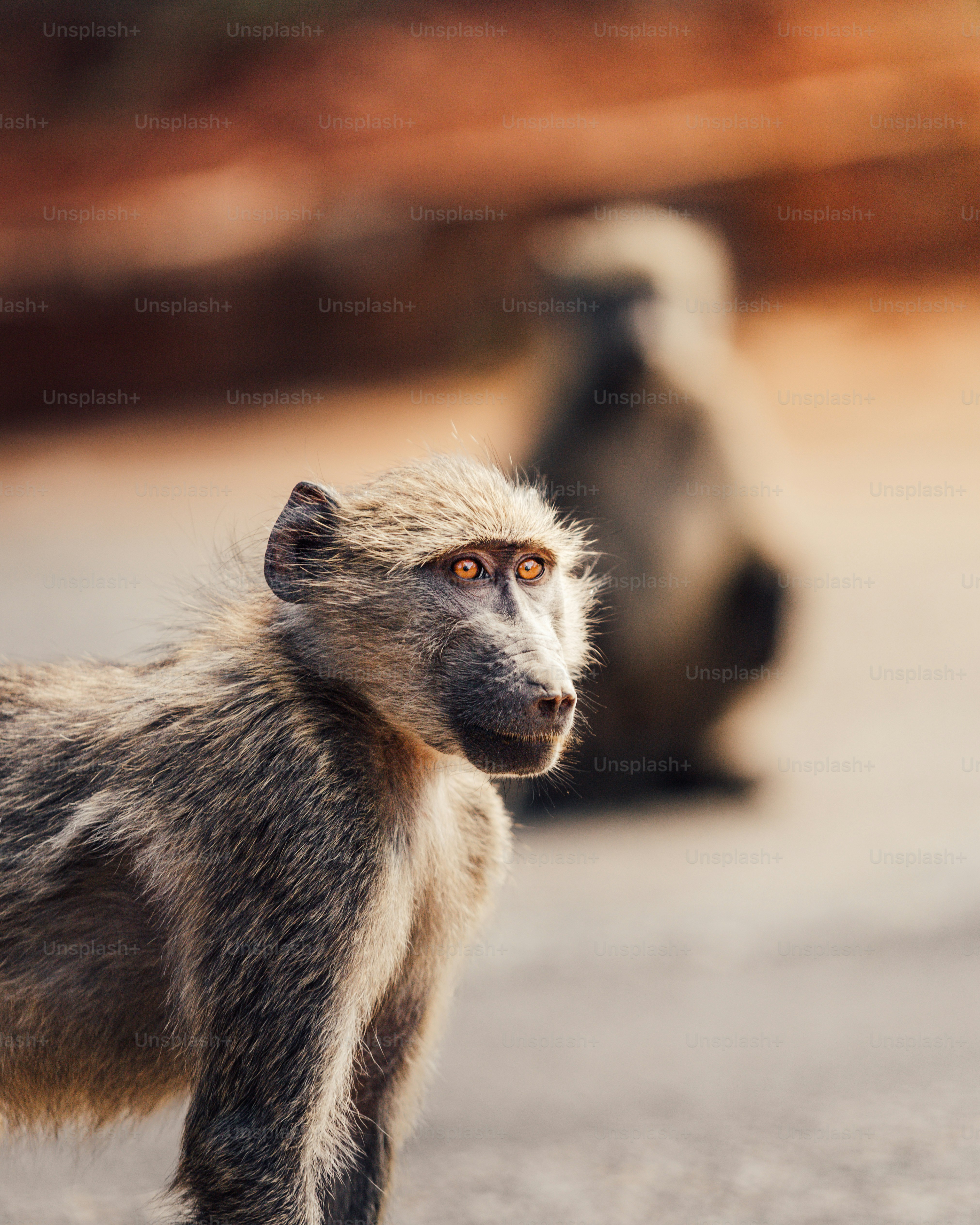 A small monkey standing on a road next to a tree photo – Baboon Image on Unsplash
