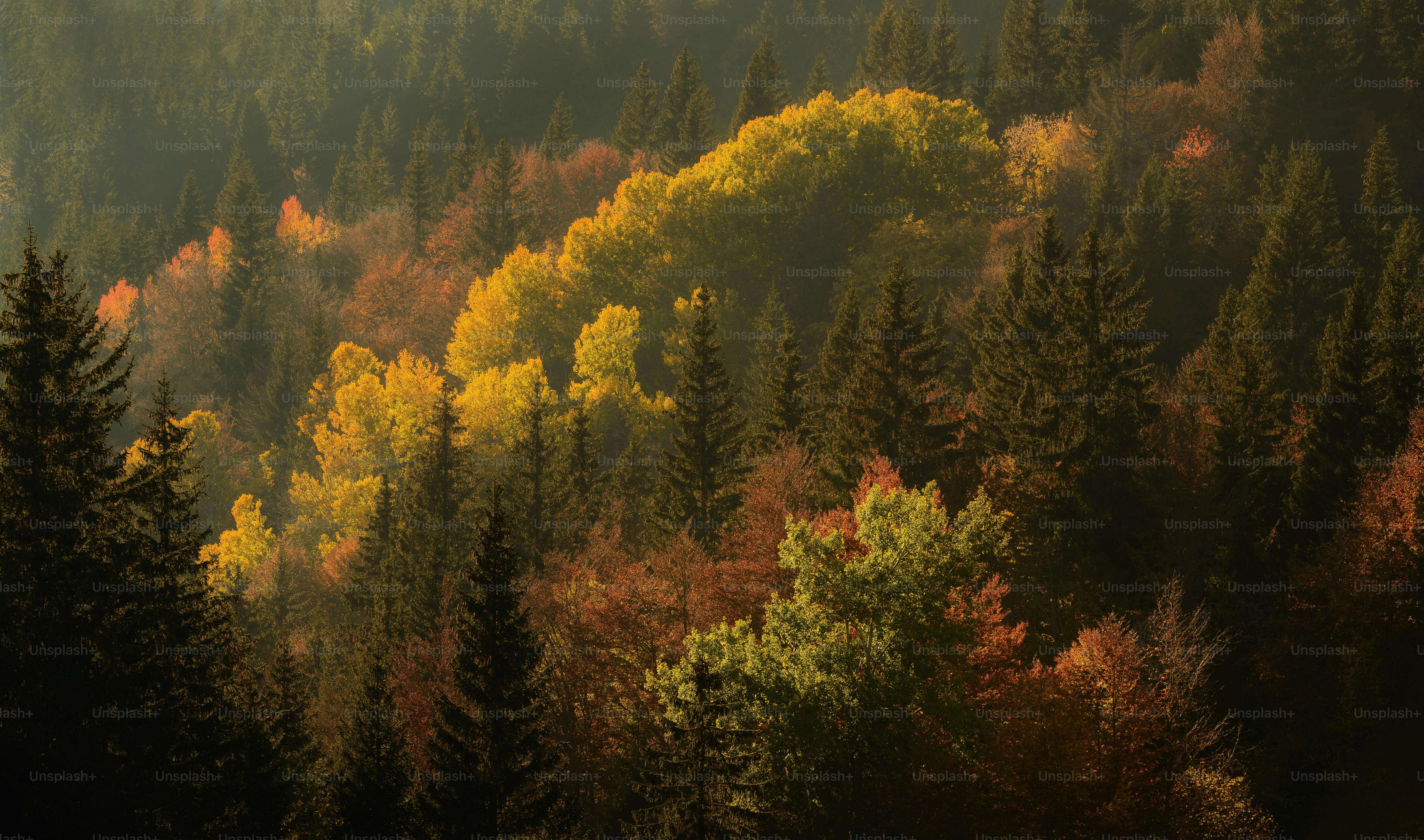 A forest filled with lots of green and yellow trees photo – Fall Image ...