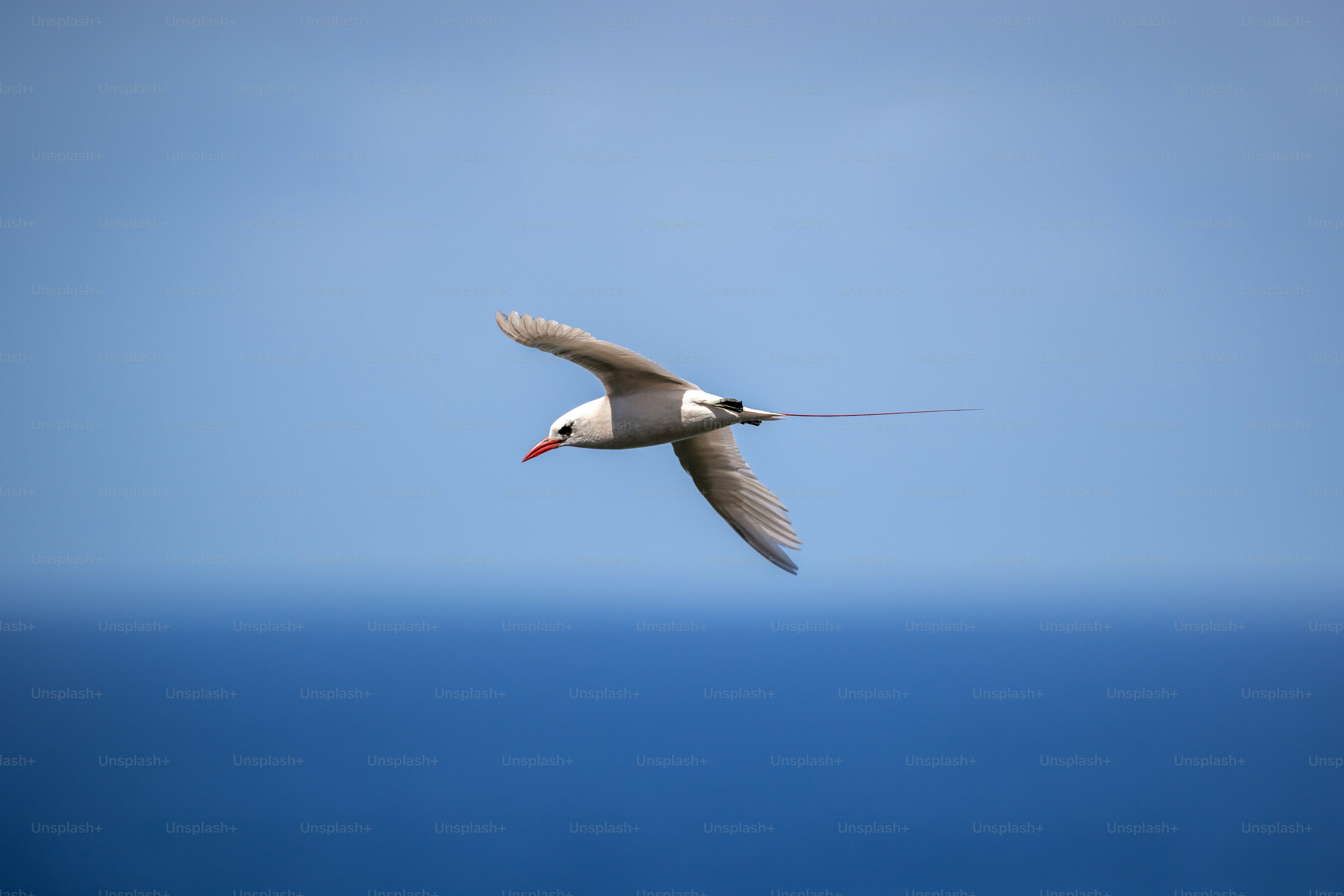 A white bird flying over the ocean on a clear day photo – Kilauea ...