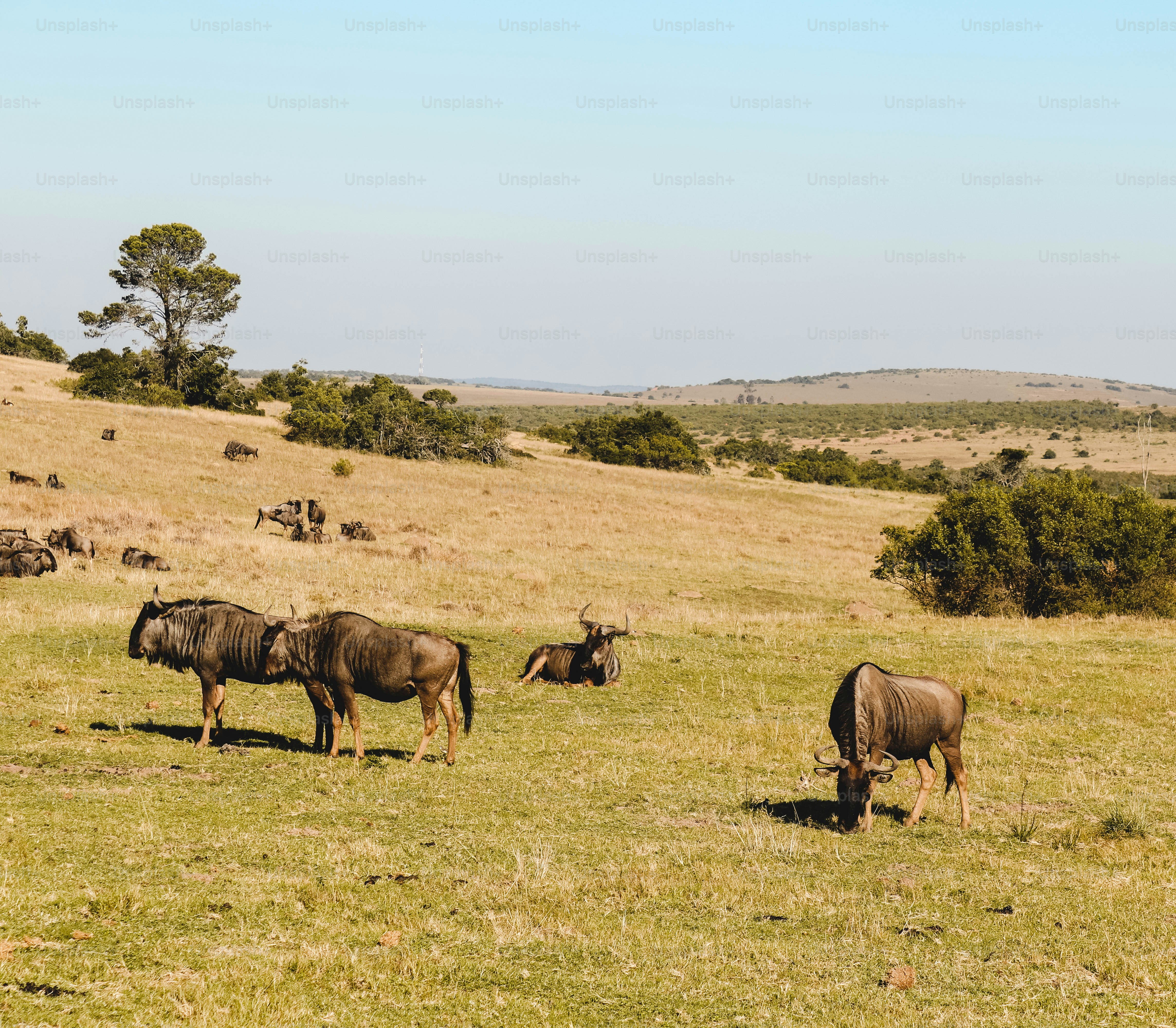 Foto Una manada de animales pastando en un exuberante campo verde ...