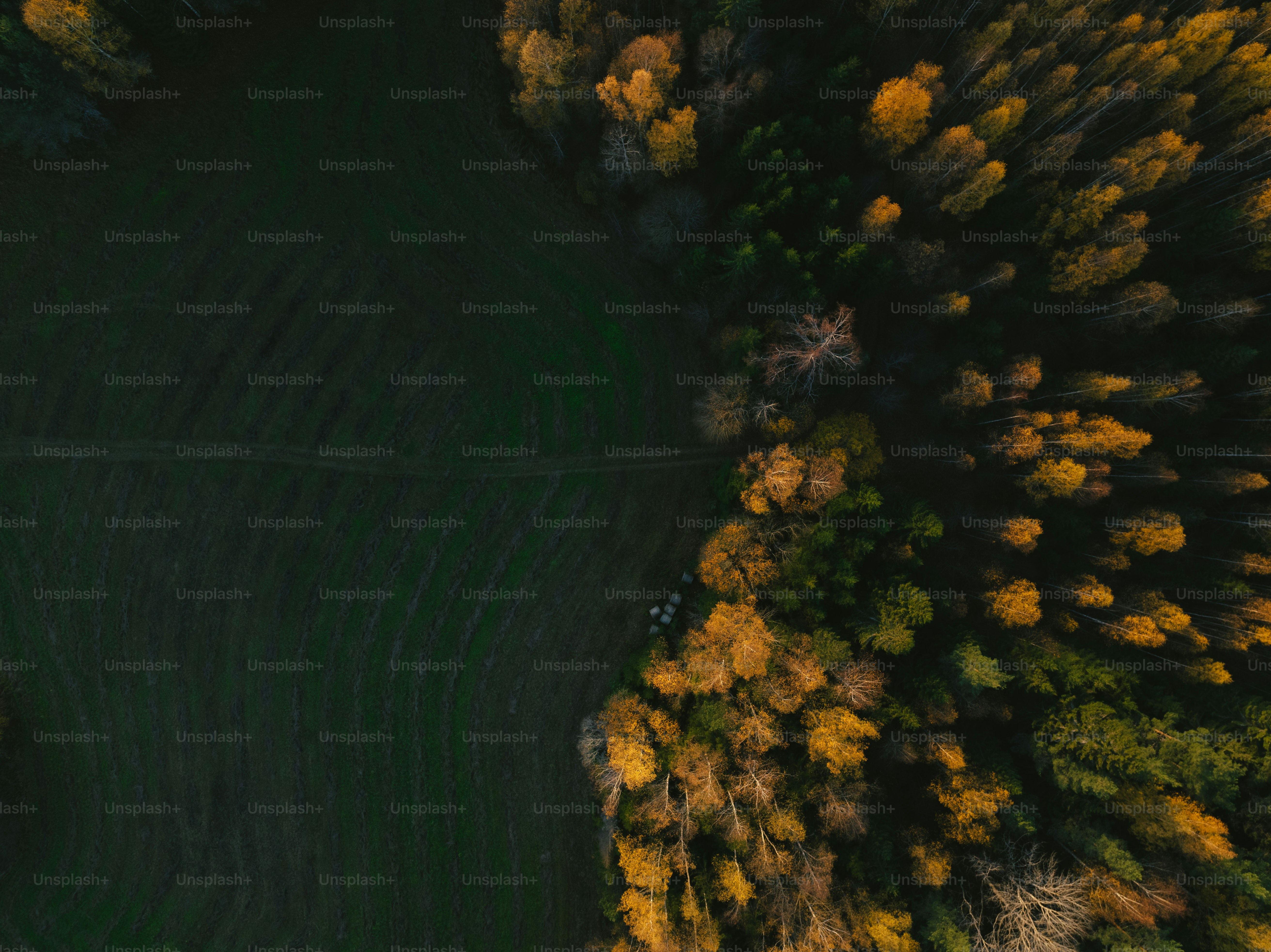 Une vue aérienne d’un champ avec des arbres en arrière-plan photo ...