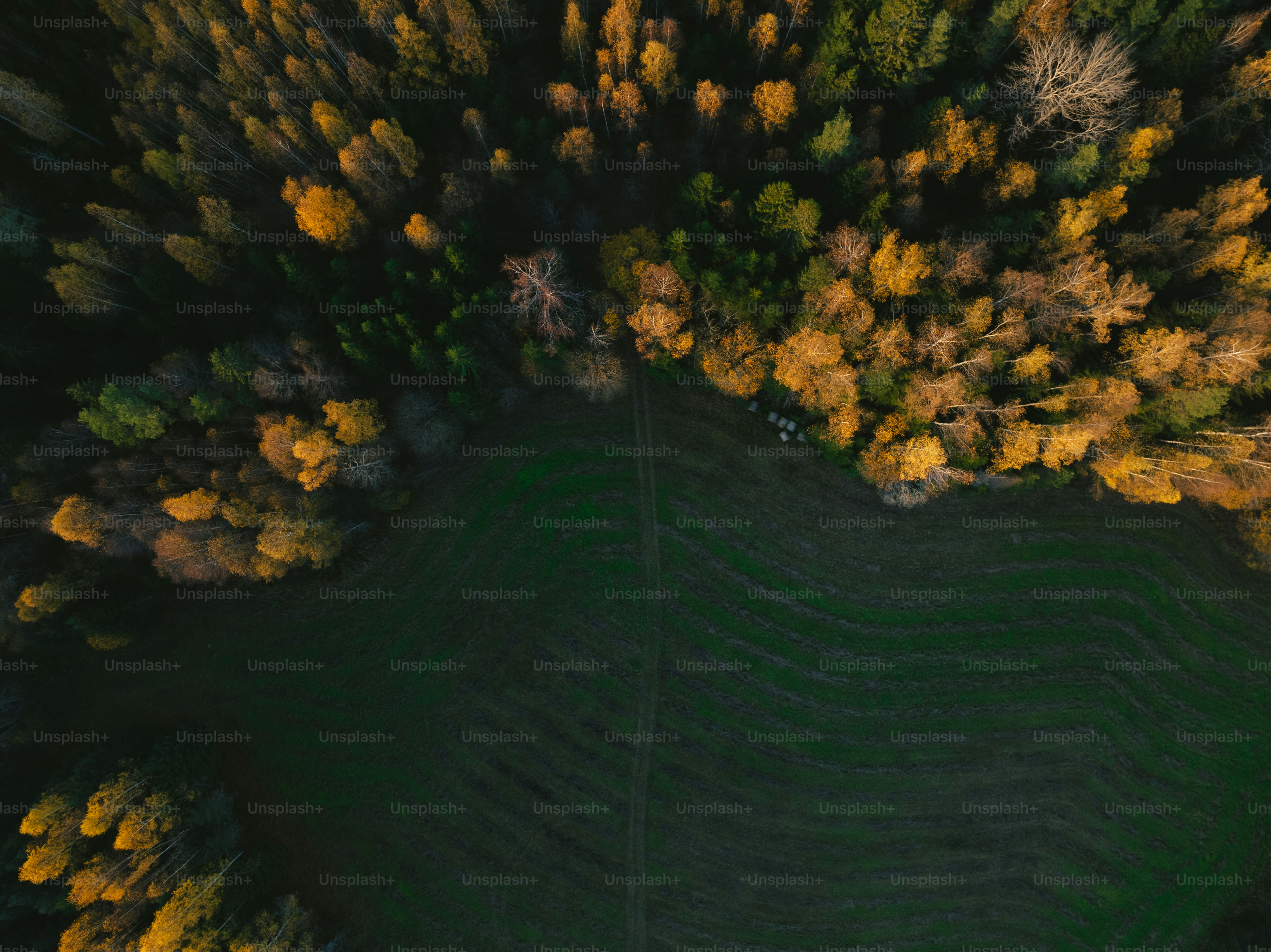 Une vue aérienne d’un champ avec des arbres en arrière-plan photo ...