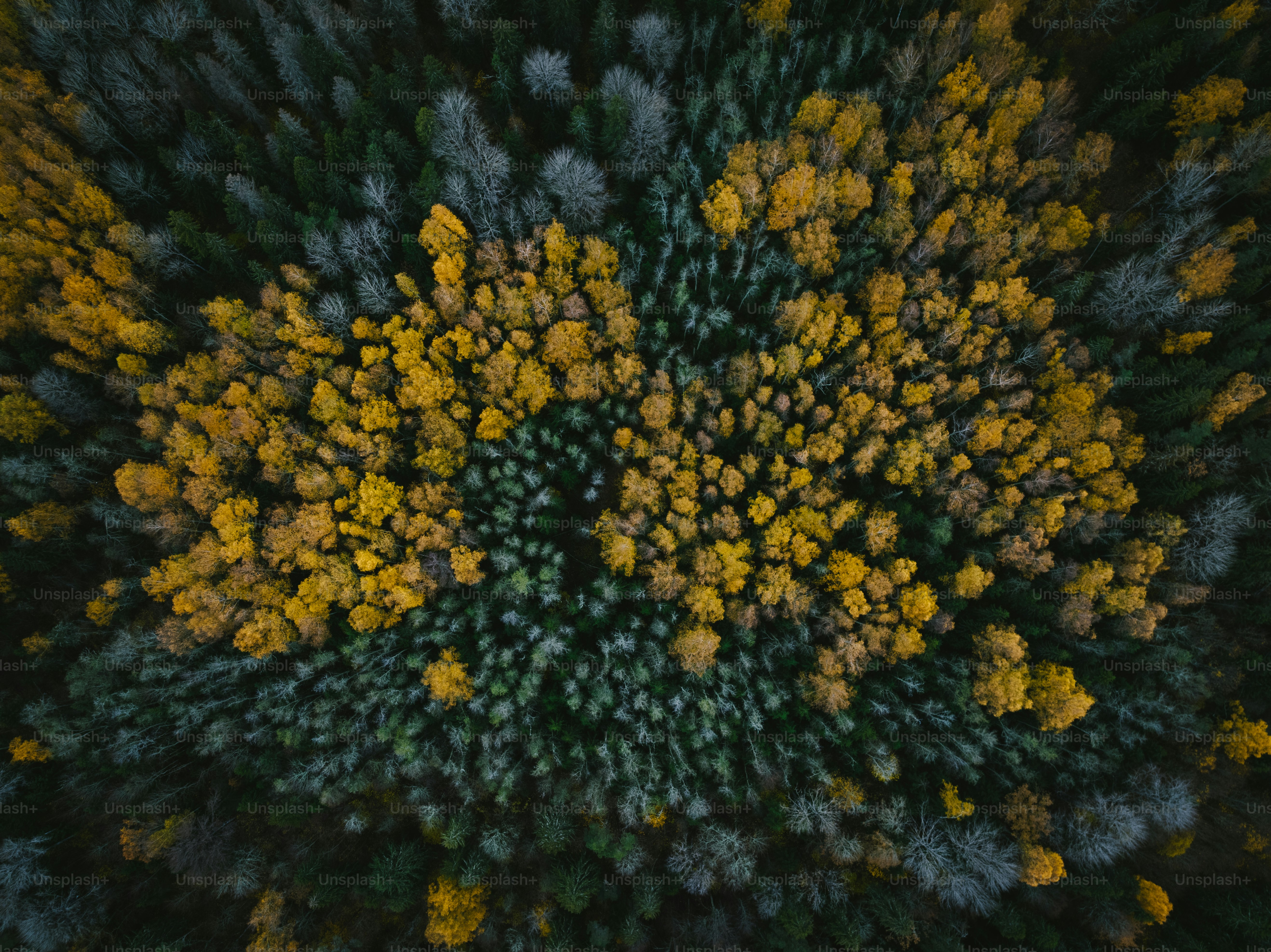 Une vue aérienne d’un champ avec des arbres en arrière-plan photo ...