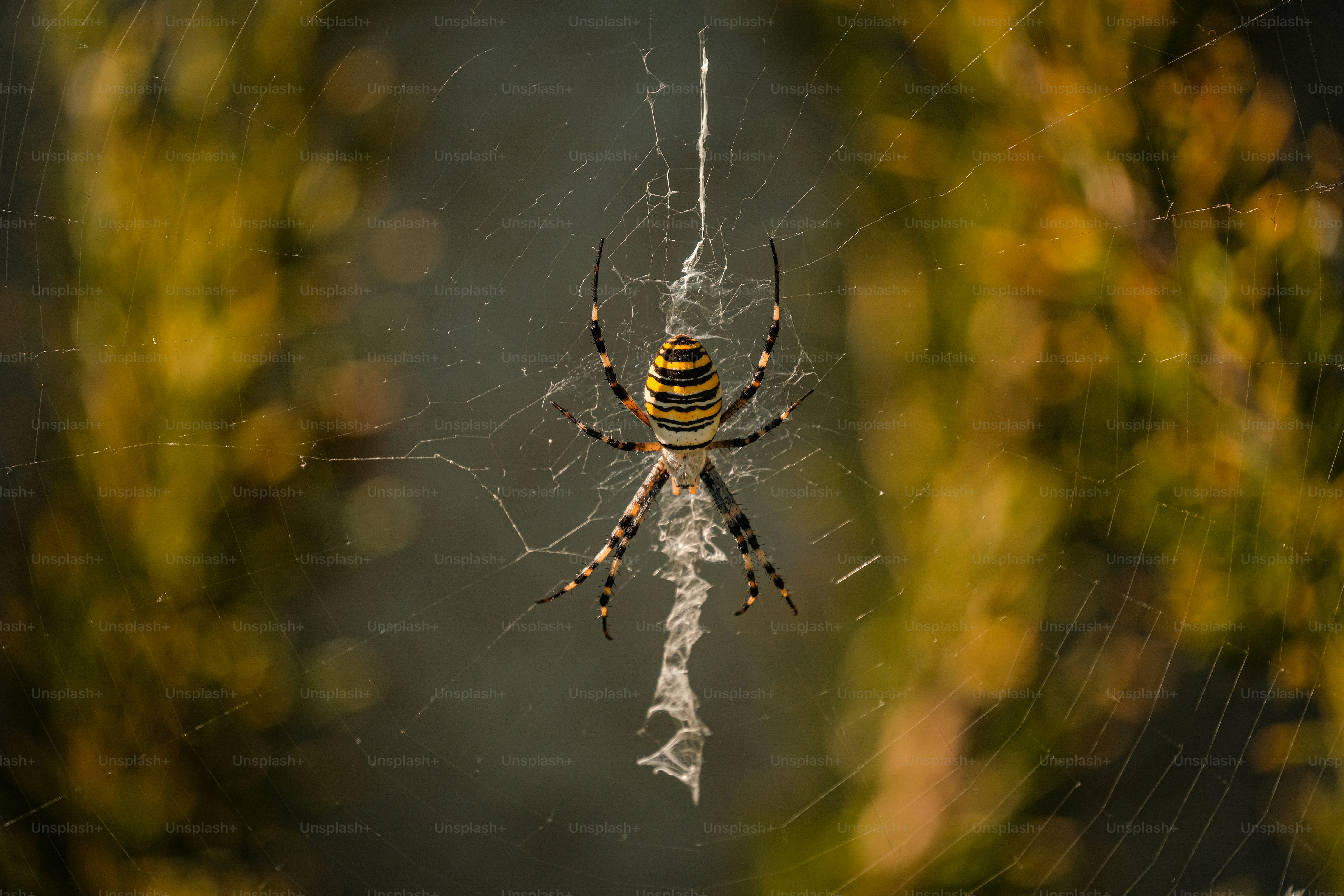 1000+ Spider Web Pictures | Download Free Images on Unsplash