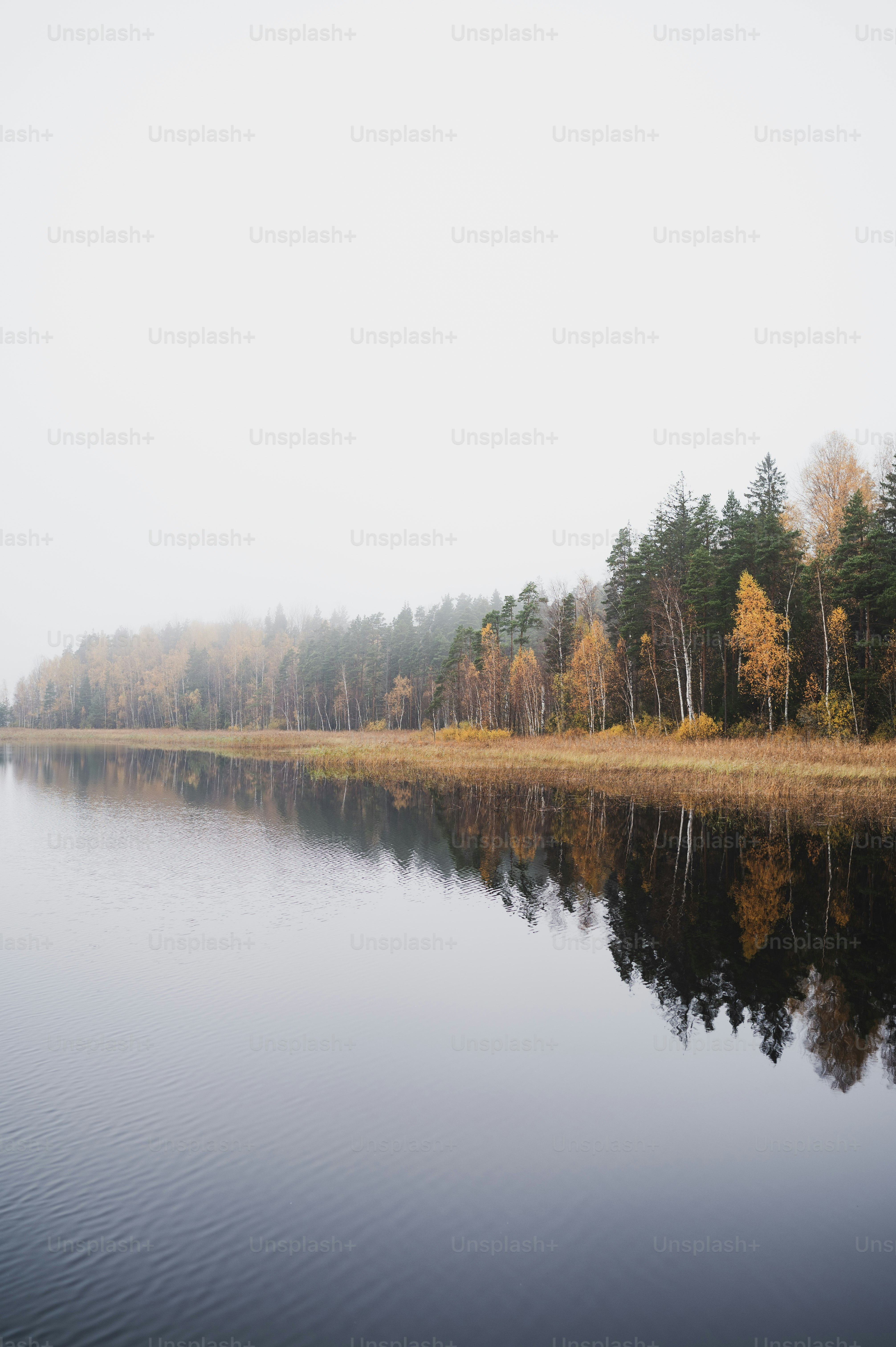 Riverside Pictures | Download Free Images on Unsplash