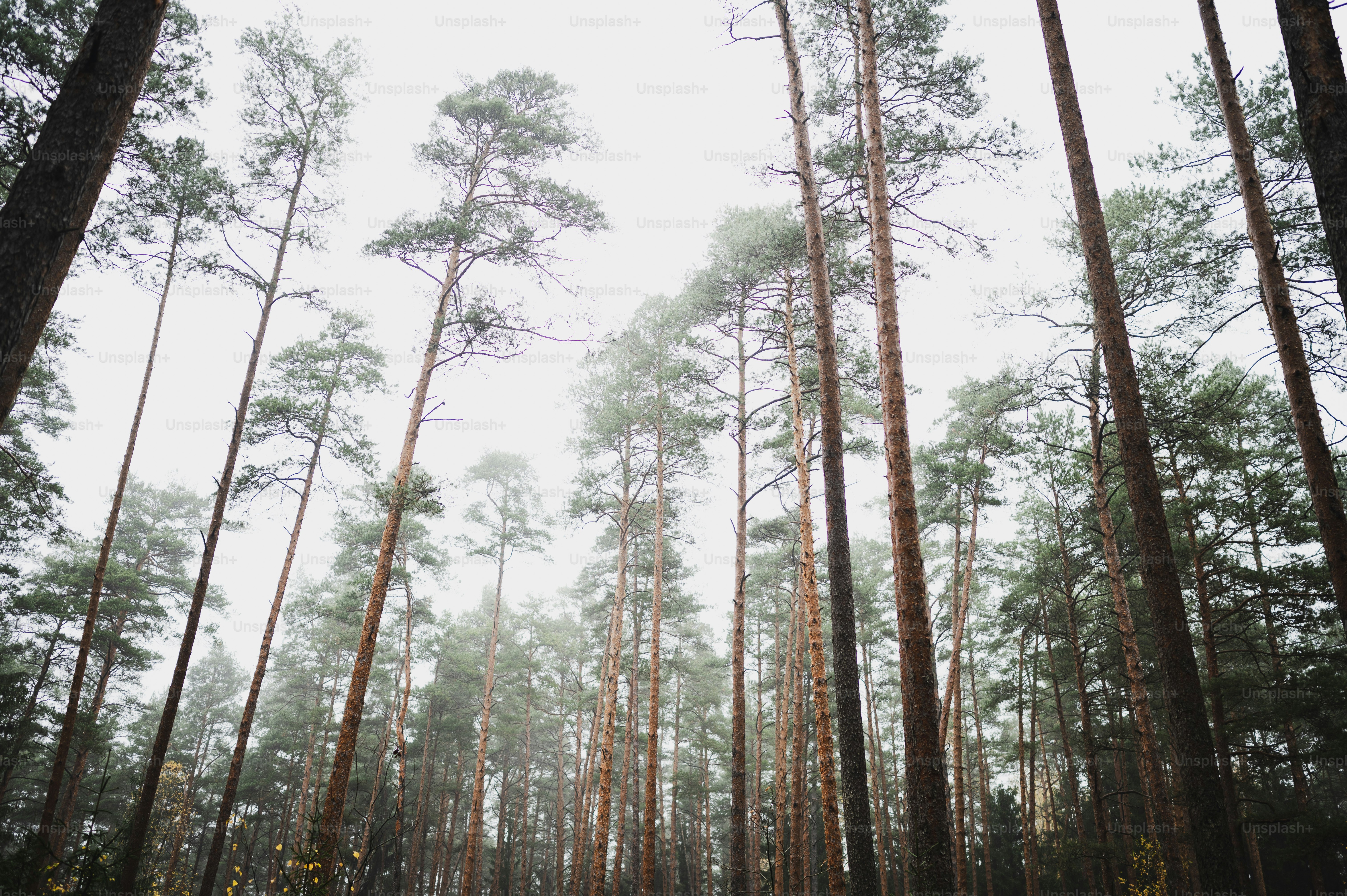 A forest filled with lots of tall trees photo – Environnement Image on ...