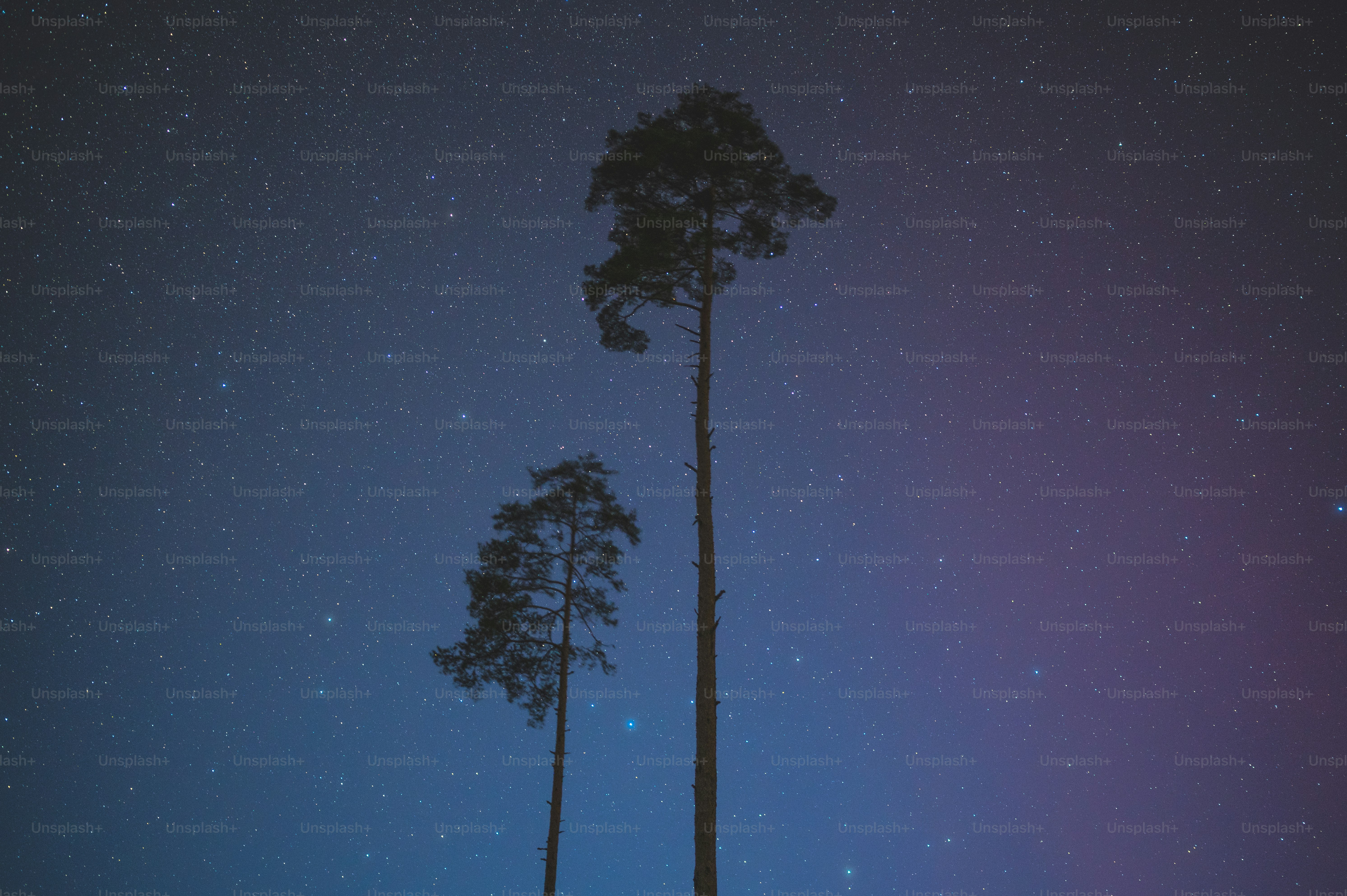 A couple of tall trees sitting under a night sky photo – Sad night ...