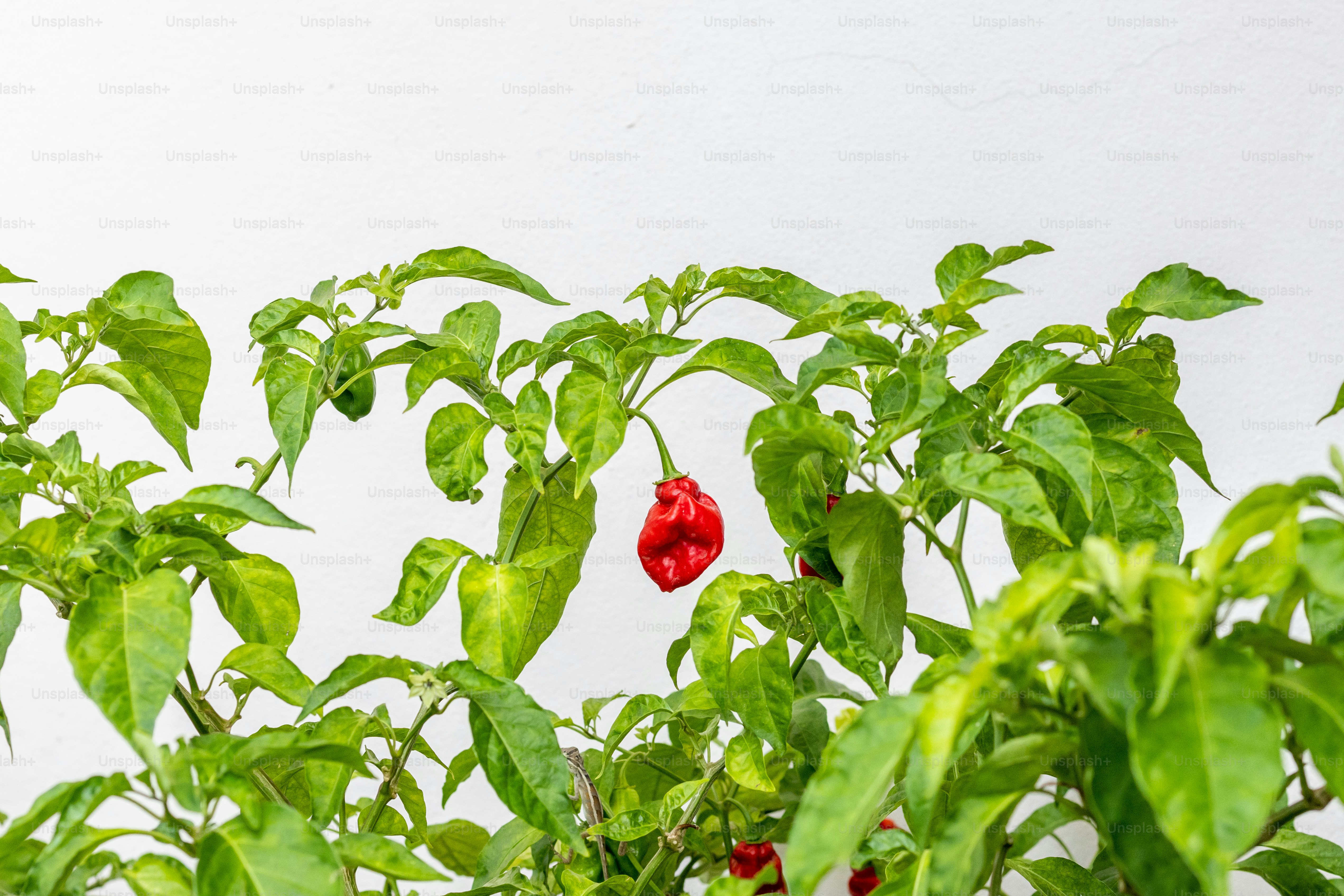 A red pepper plant with green leaves and a white wall in the background ...