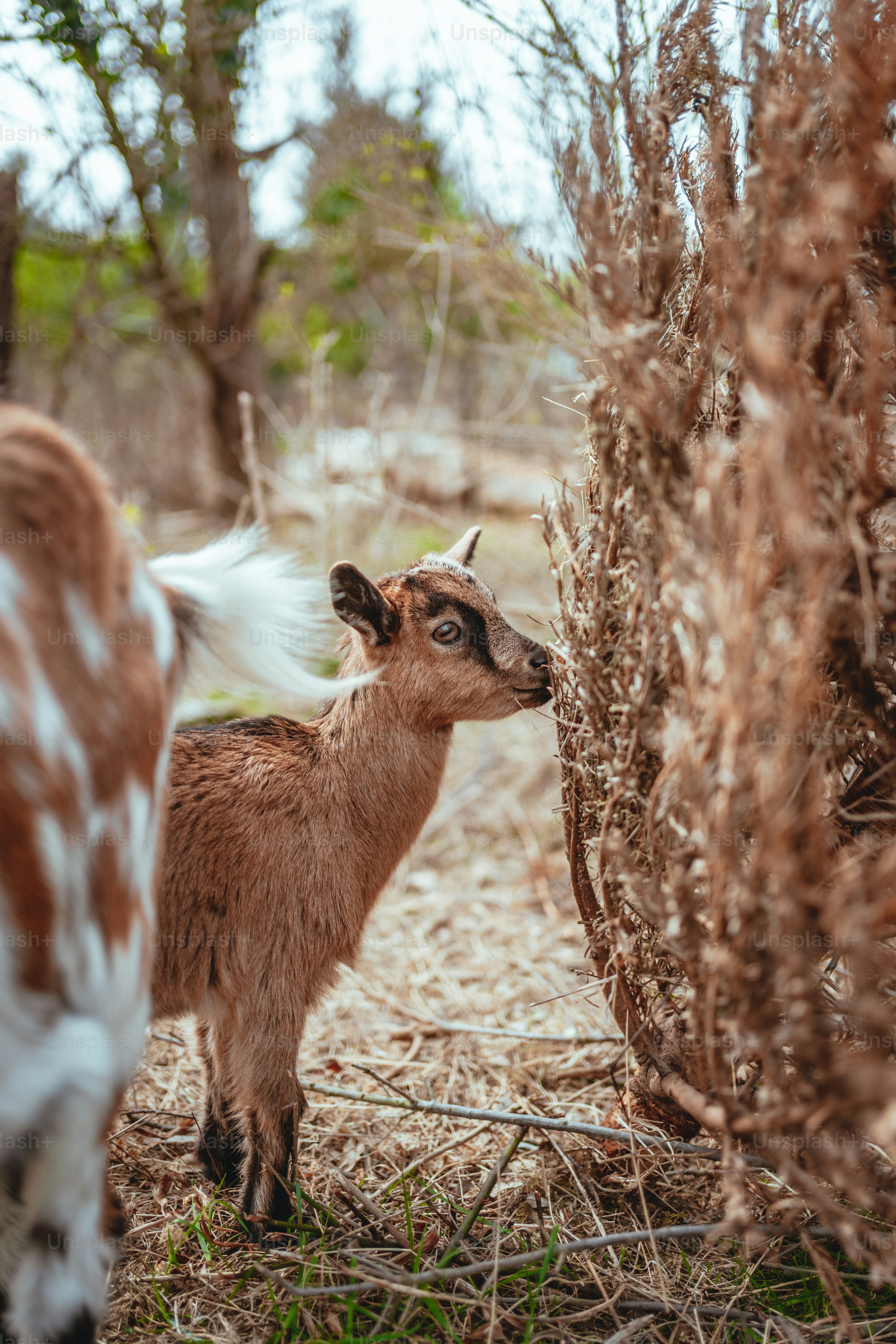 30k+ Goats Pictures | Download Free Images on Unsplash
