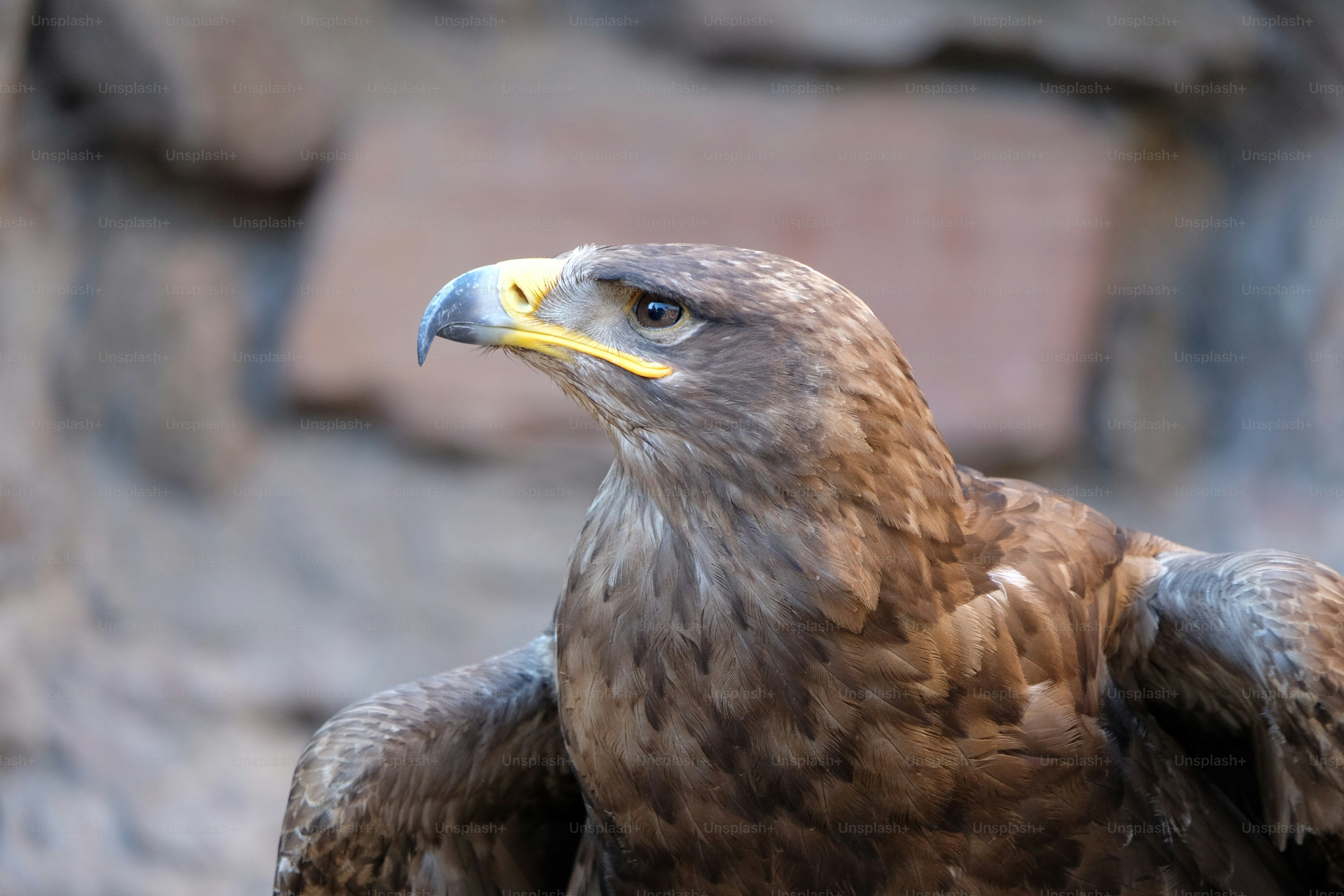 Hawk Beak Front View