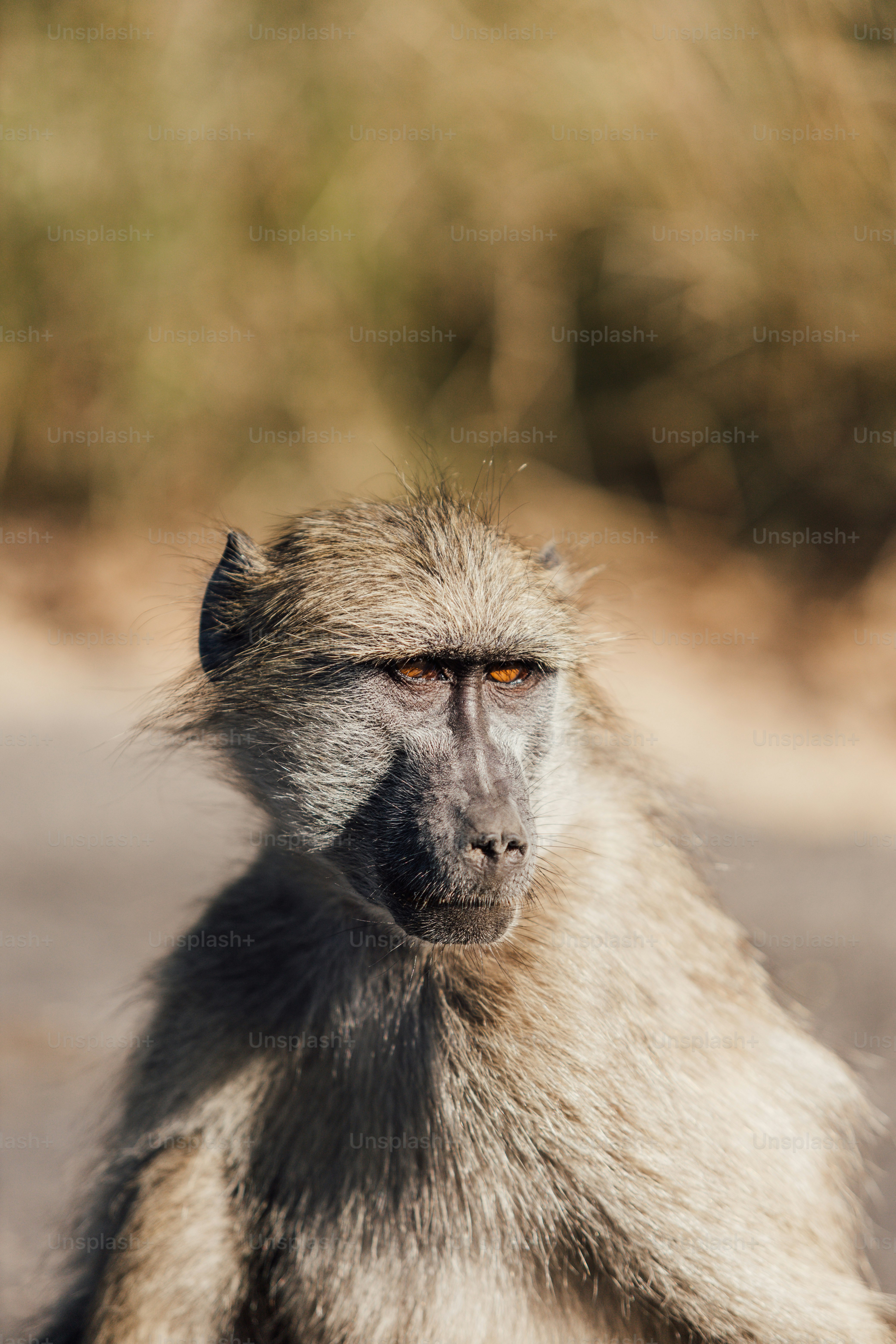 A close up of a monkey with a blurry background photo – Monkey face ...