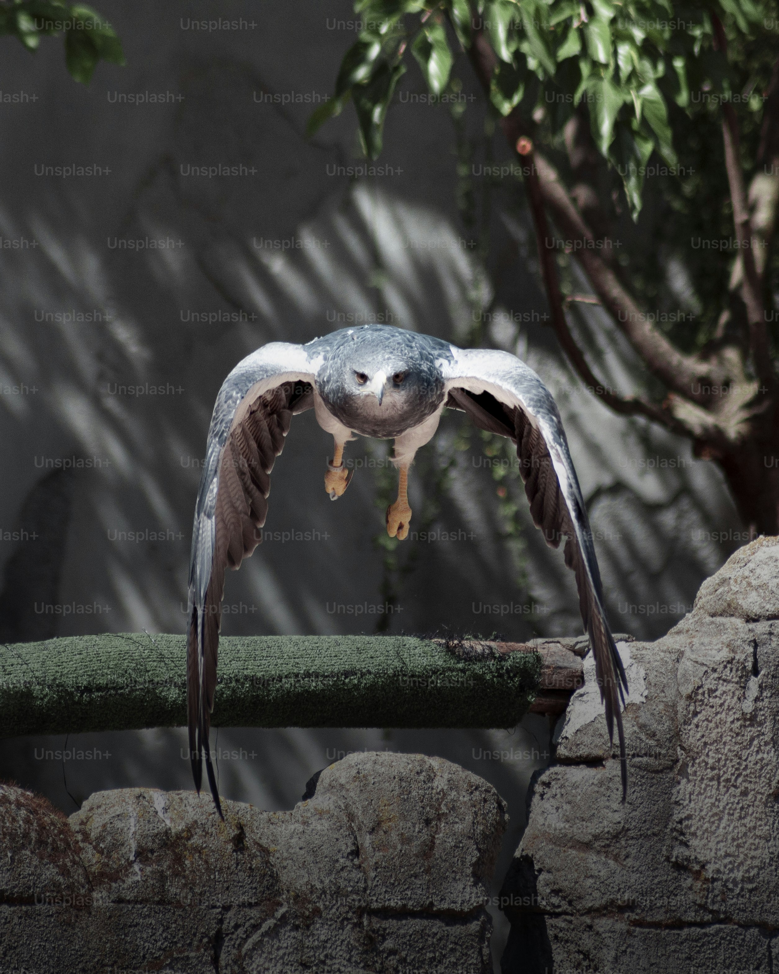 A large bird flying over a lush green field photo – Wings Image on Unsplash