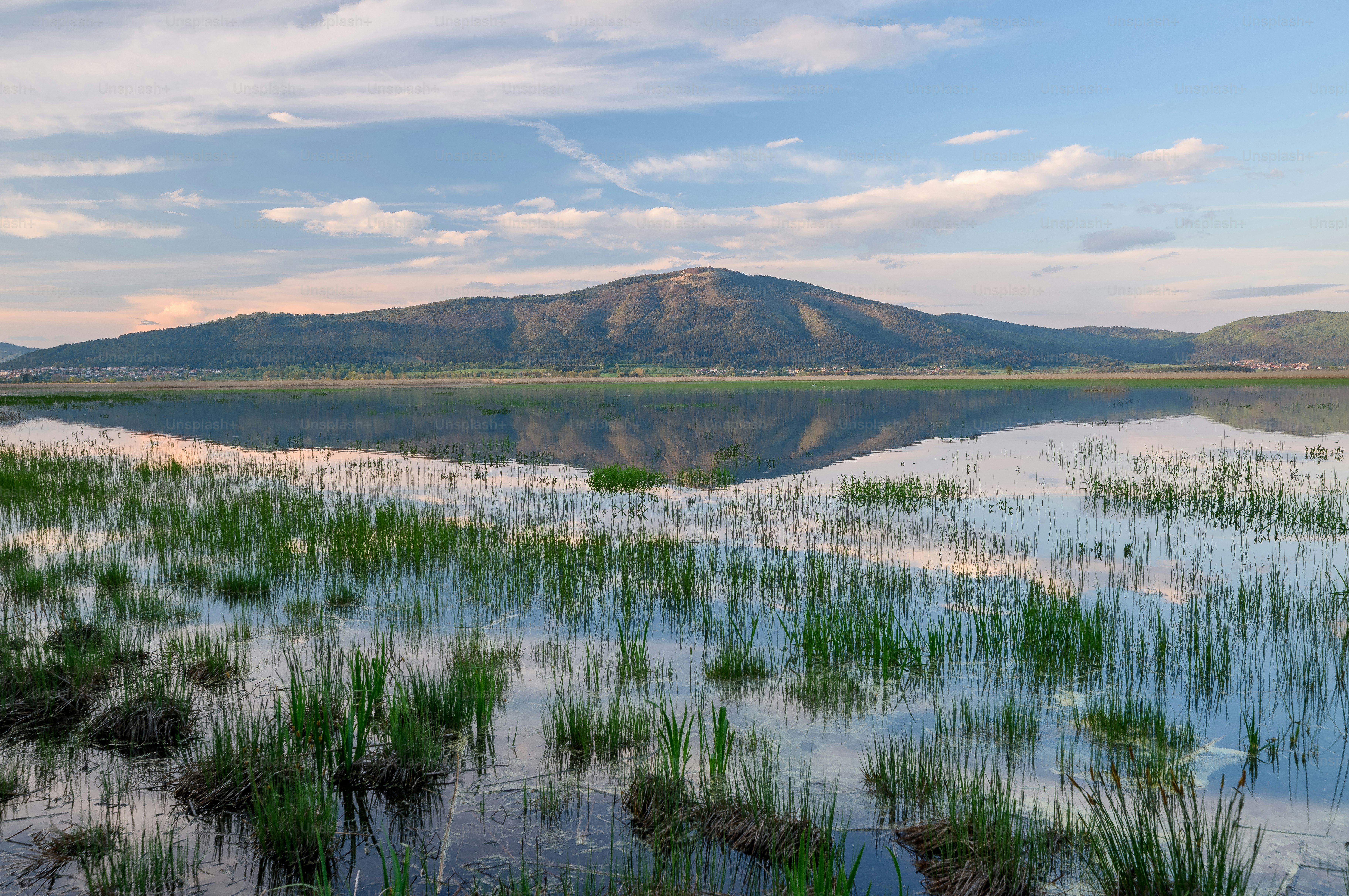 Bog Pictures | Download Free Images on Unsplash