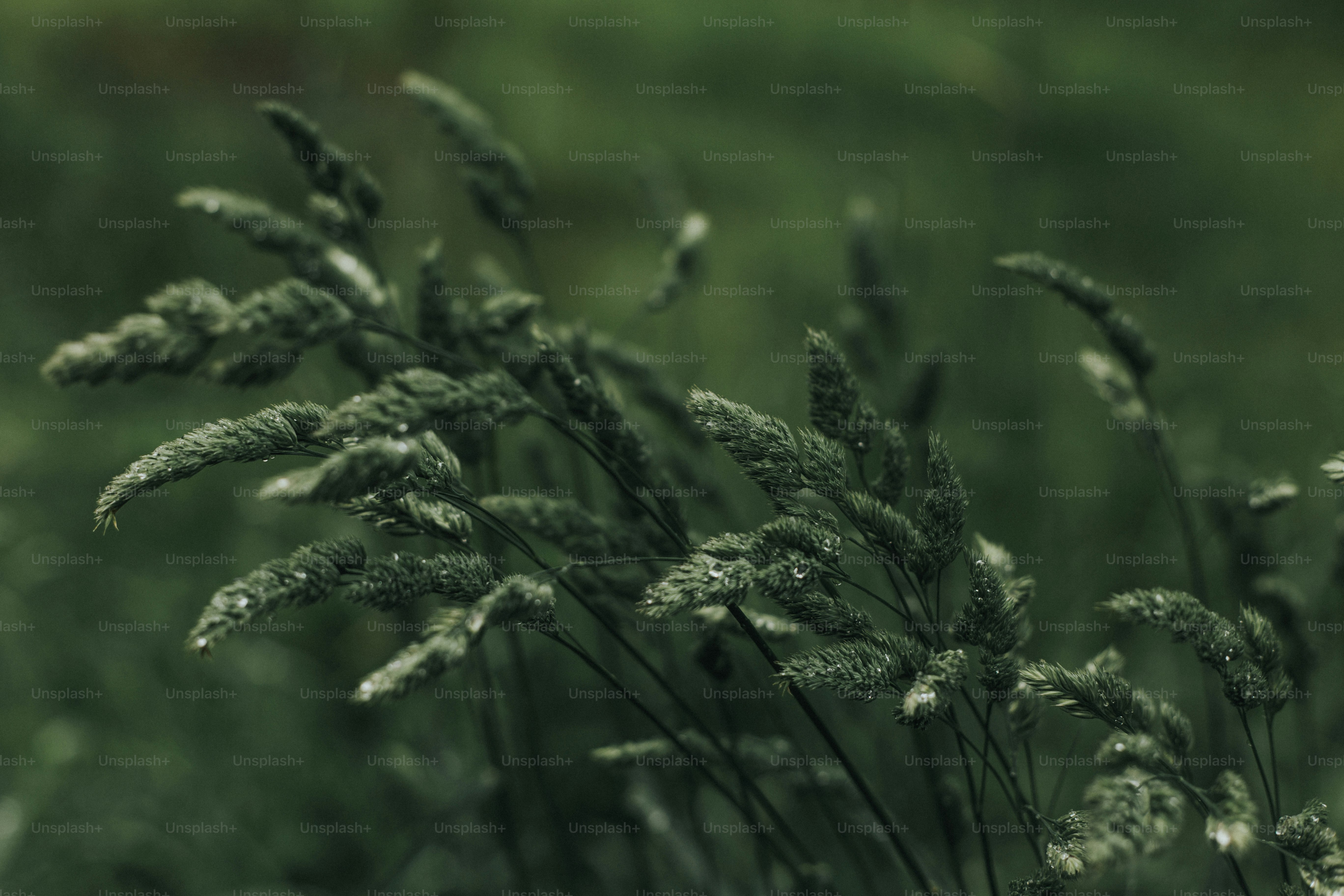 A view of a tree through a rain covered window photo – Rain on window ...