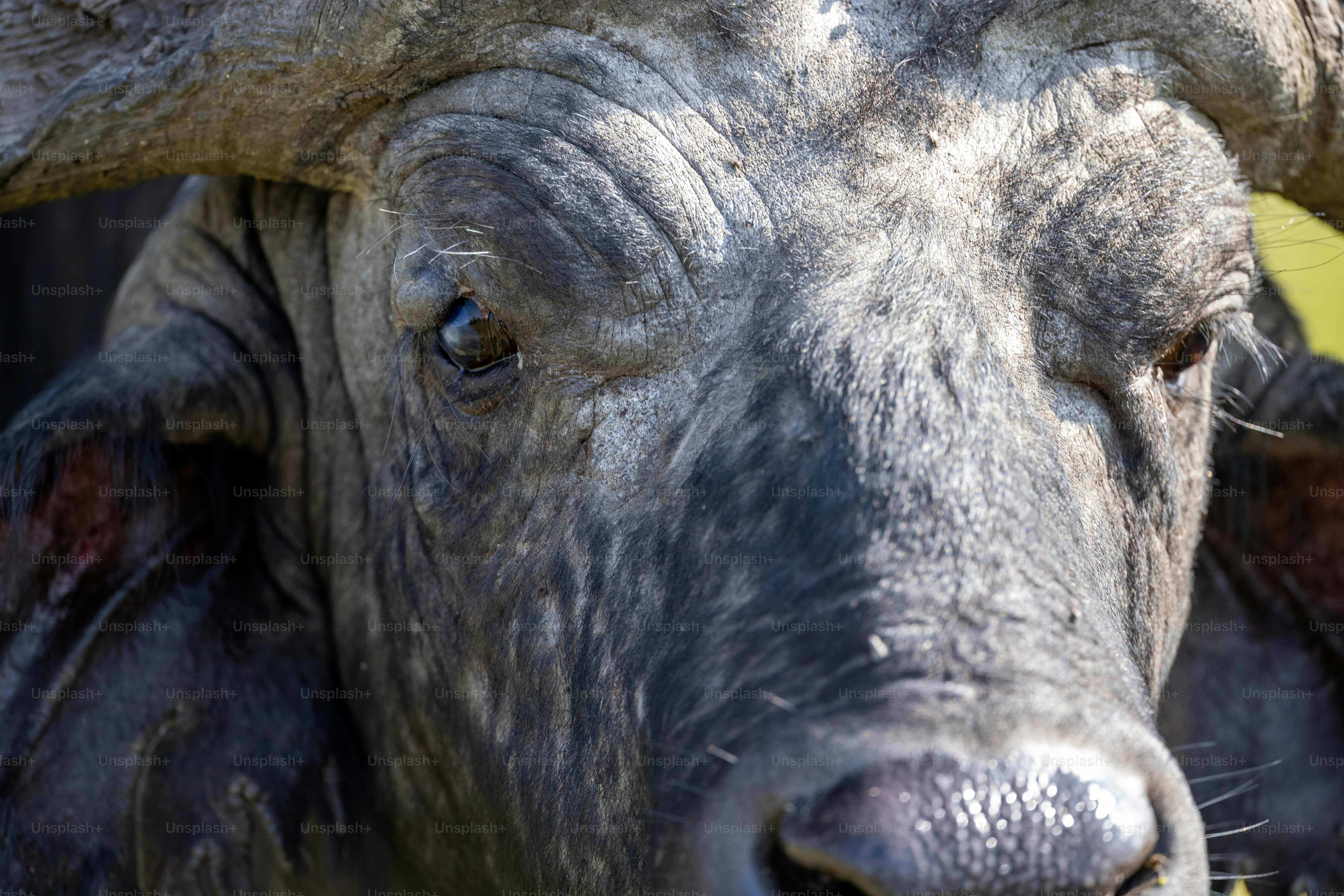 A close up of a bull with very large horns photo – Kenya Image on Unsplash
