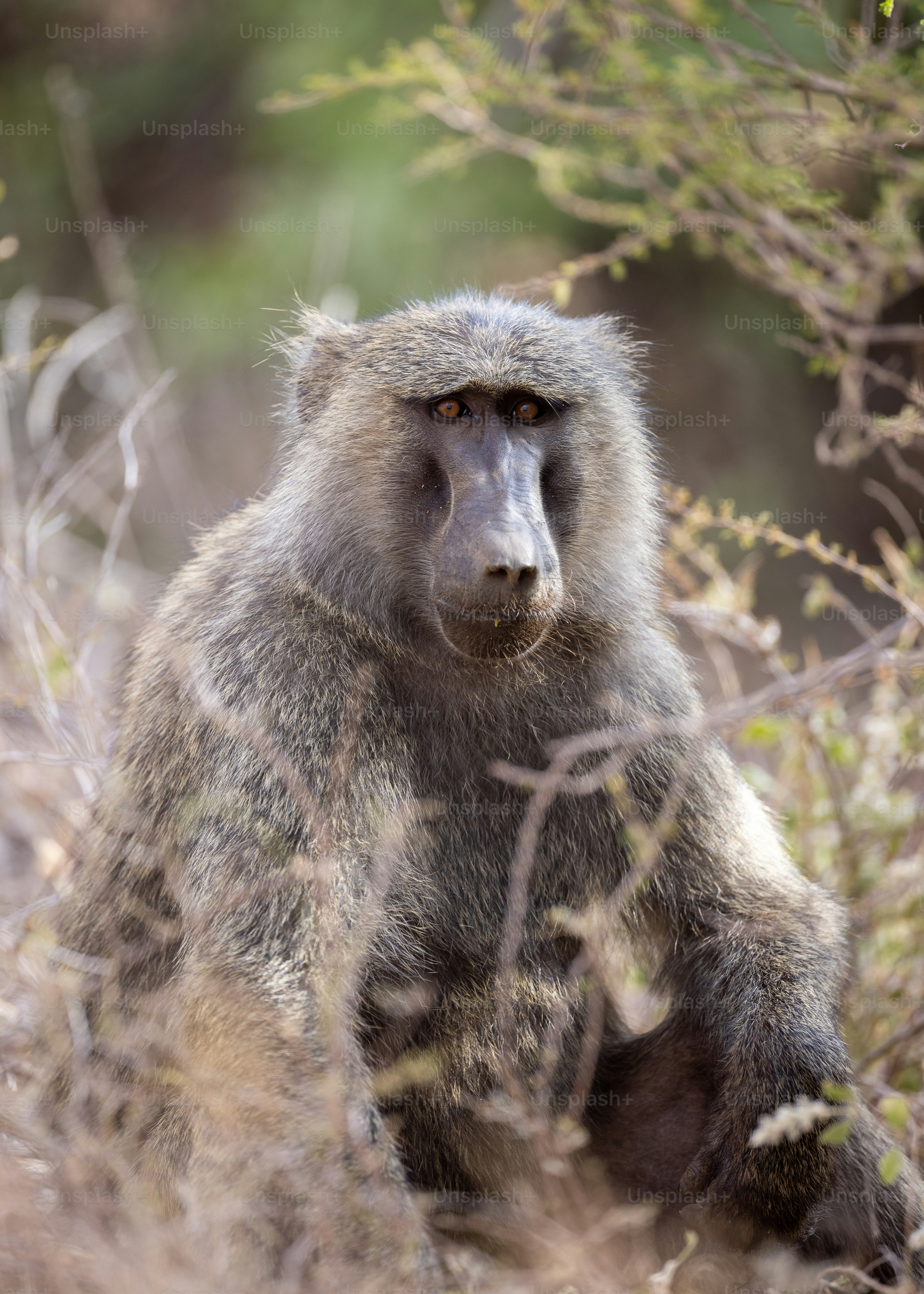 A close up of a monkey in a field of grass photo – Baboon Image on Unsplash
