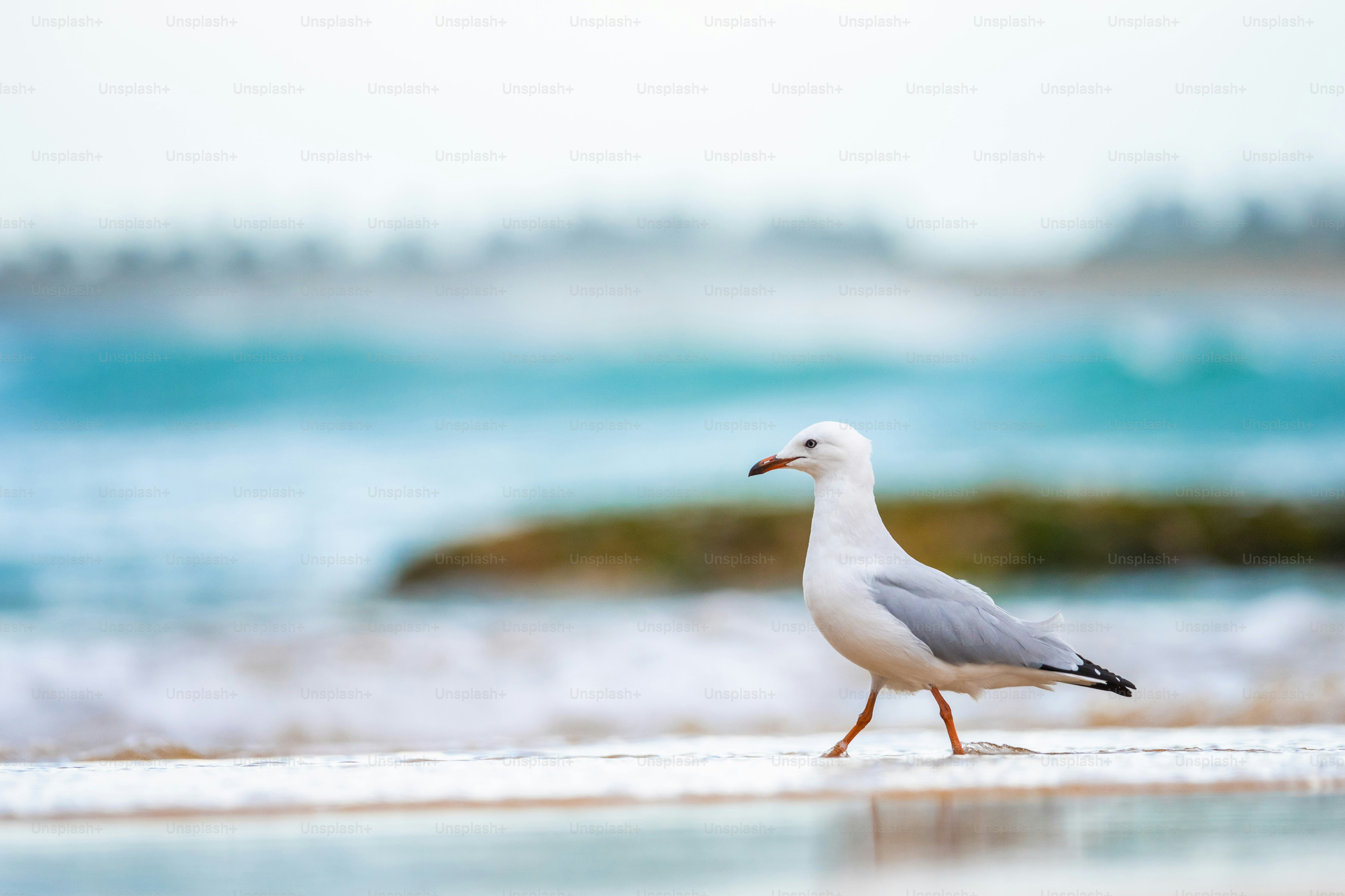 A seagull walking on the beach near the water photo – Wildlife Image on ...
