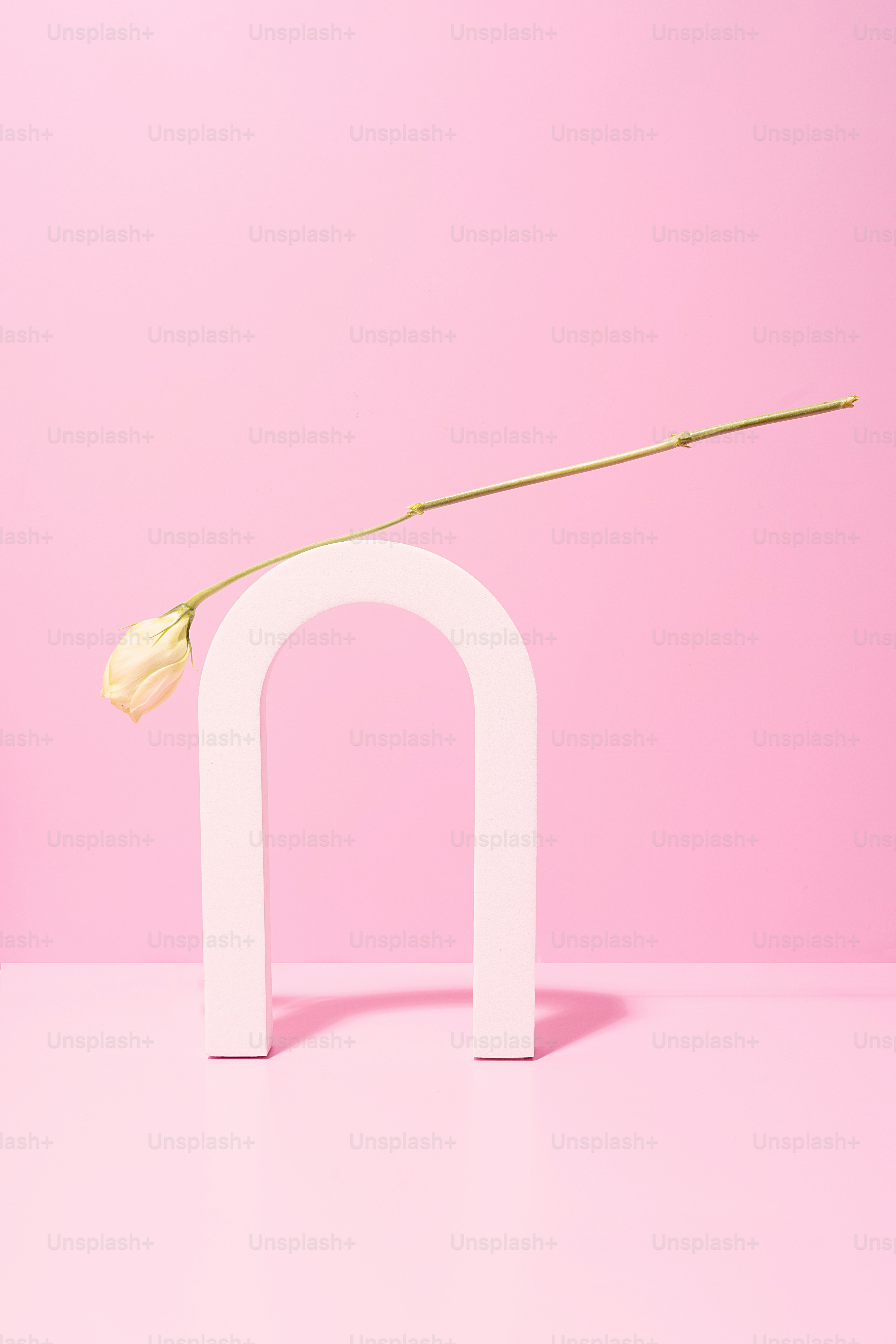 A single flower is placed in a white arch photo – White flower Image on ...