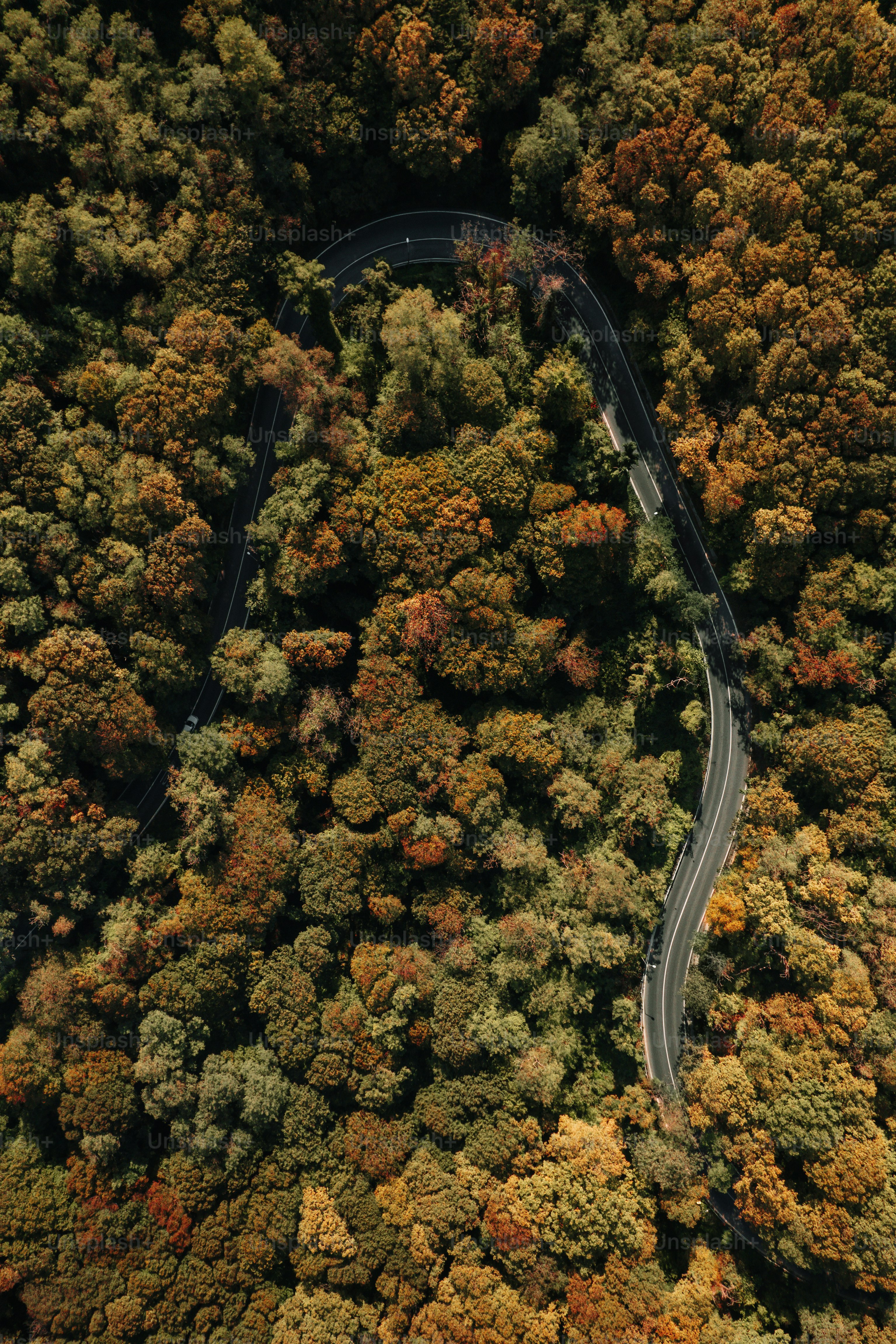 Une route sinueuse au milieu d’une forêt photo – Route Photo sur Unsplash