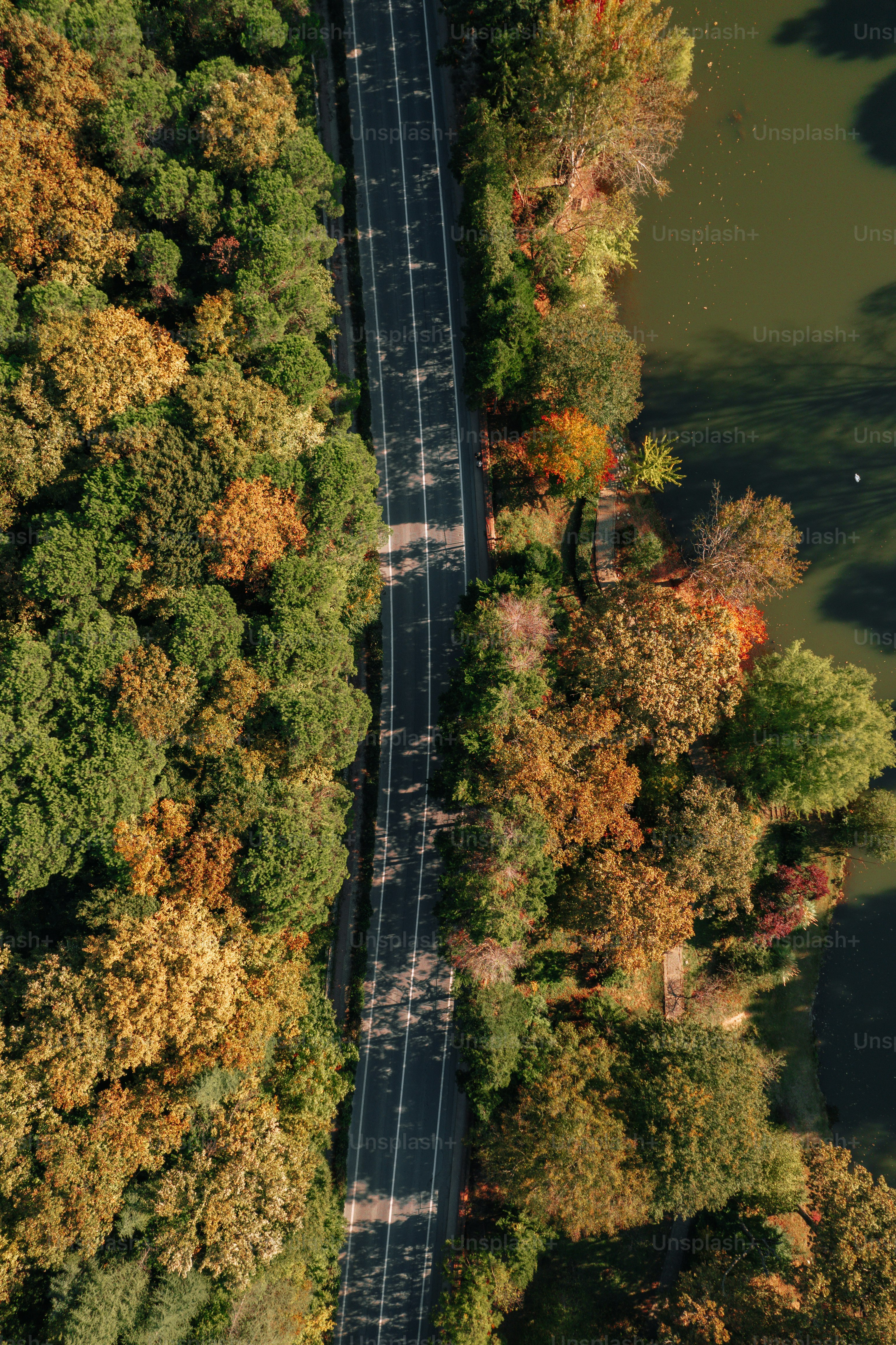 An aerial view of a road surrounded by trees photo – Road Image on Unsplash
