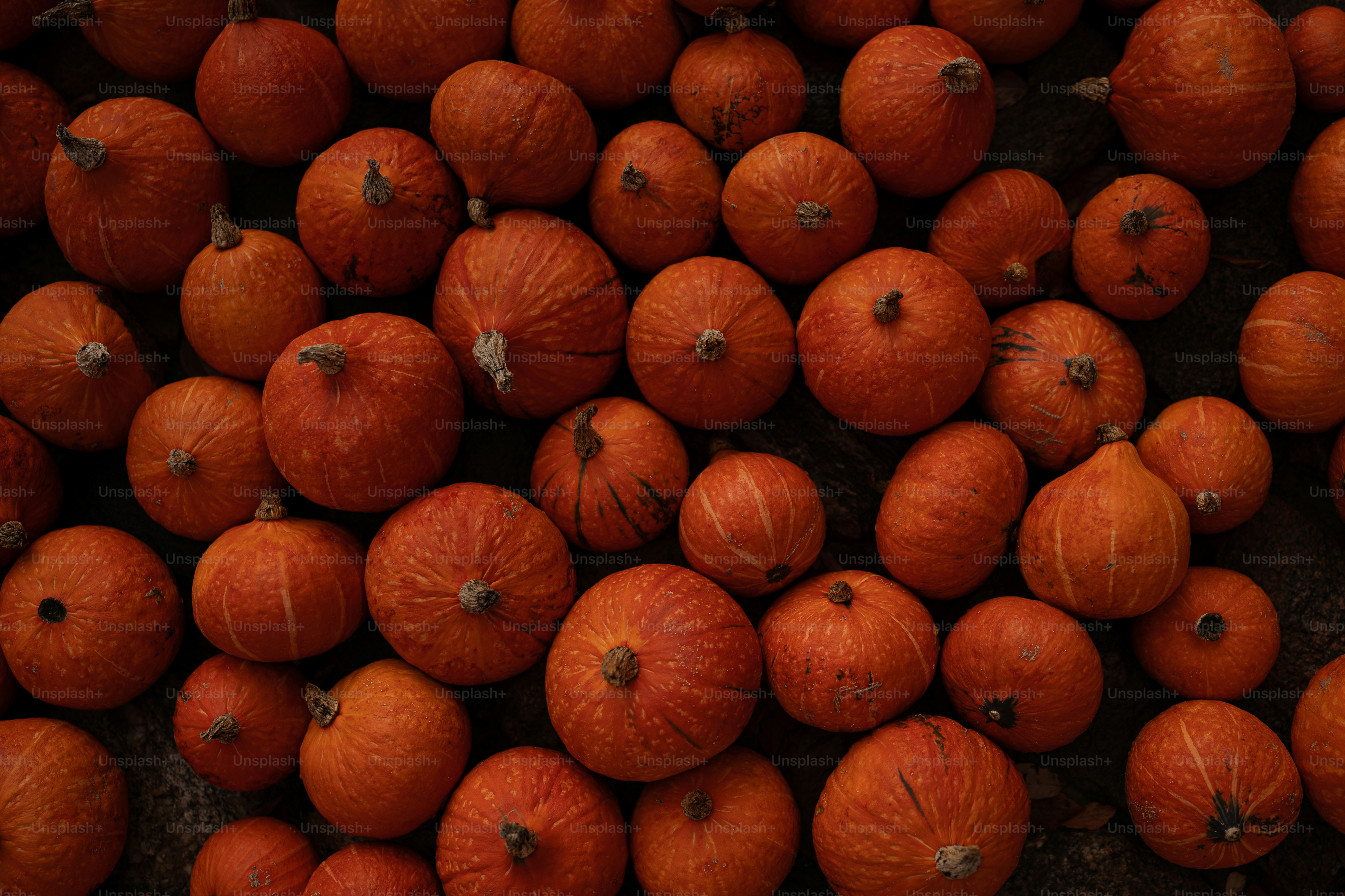 A bunch of oranges that are laying on the ground photo – Fall Image on ...