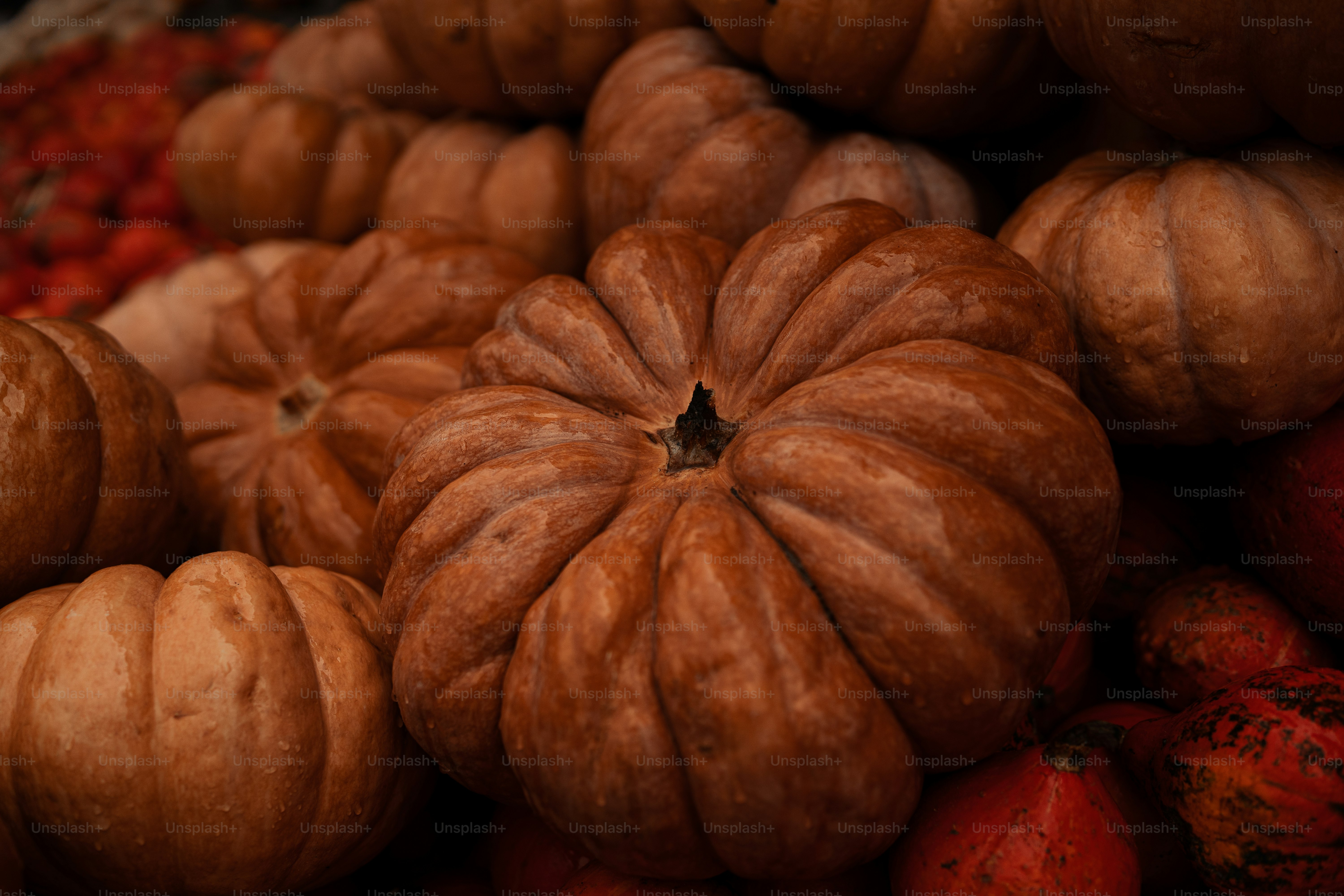 A close up of a bunch of pumpkins photo – Autumn Image on Unsplash