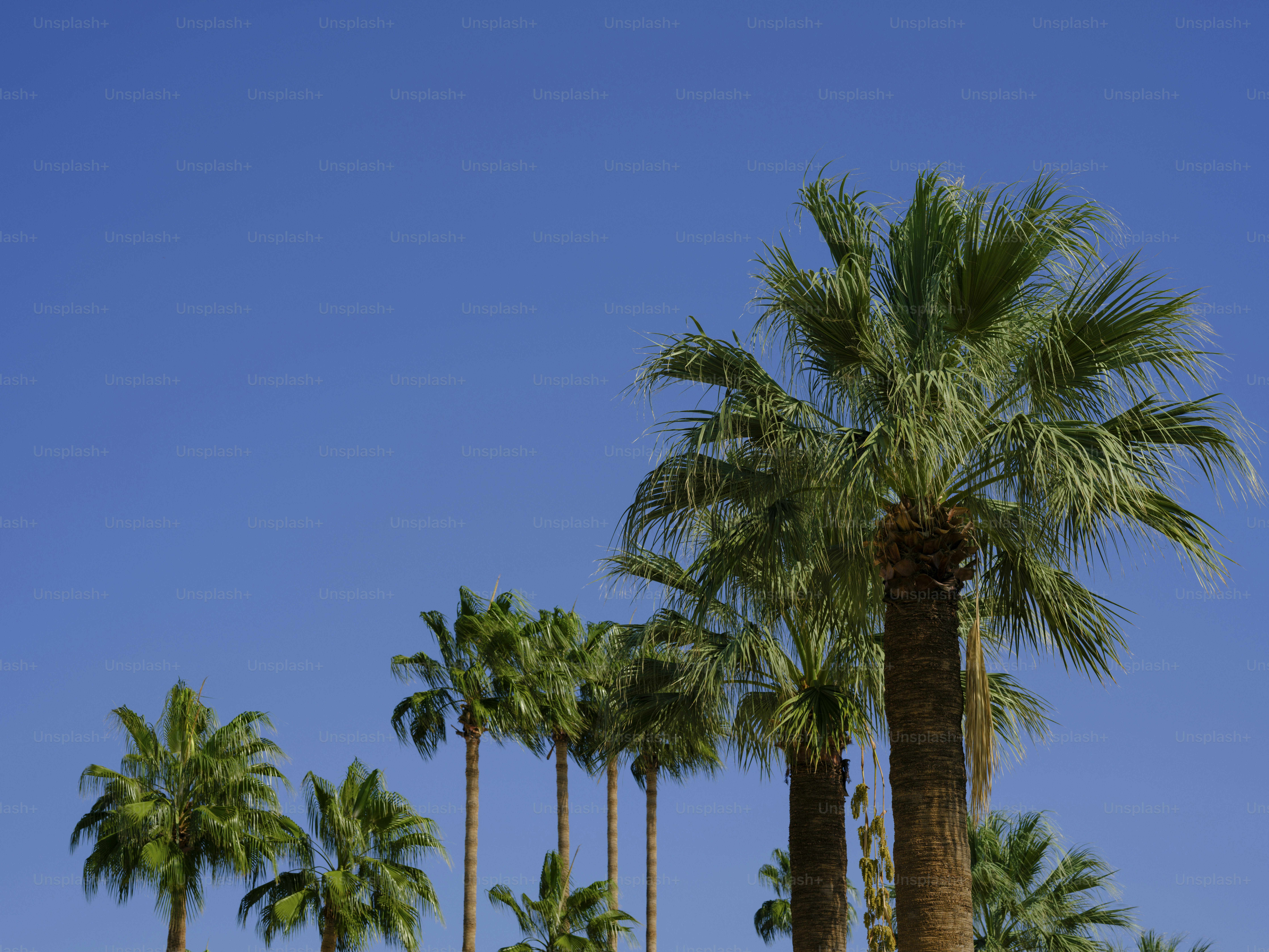 Landscape Trees Pictures | Download Free Images on Unsplash