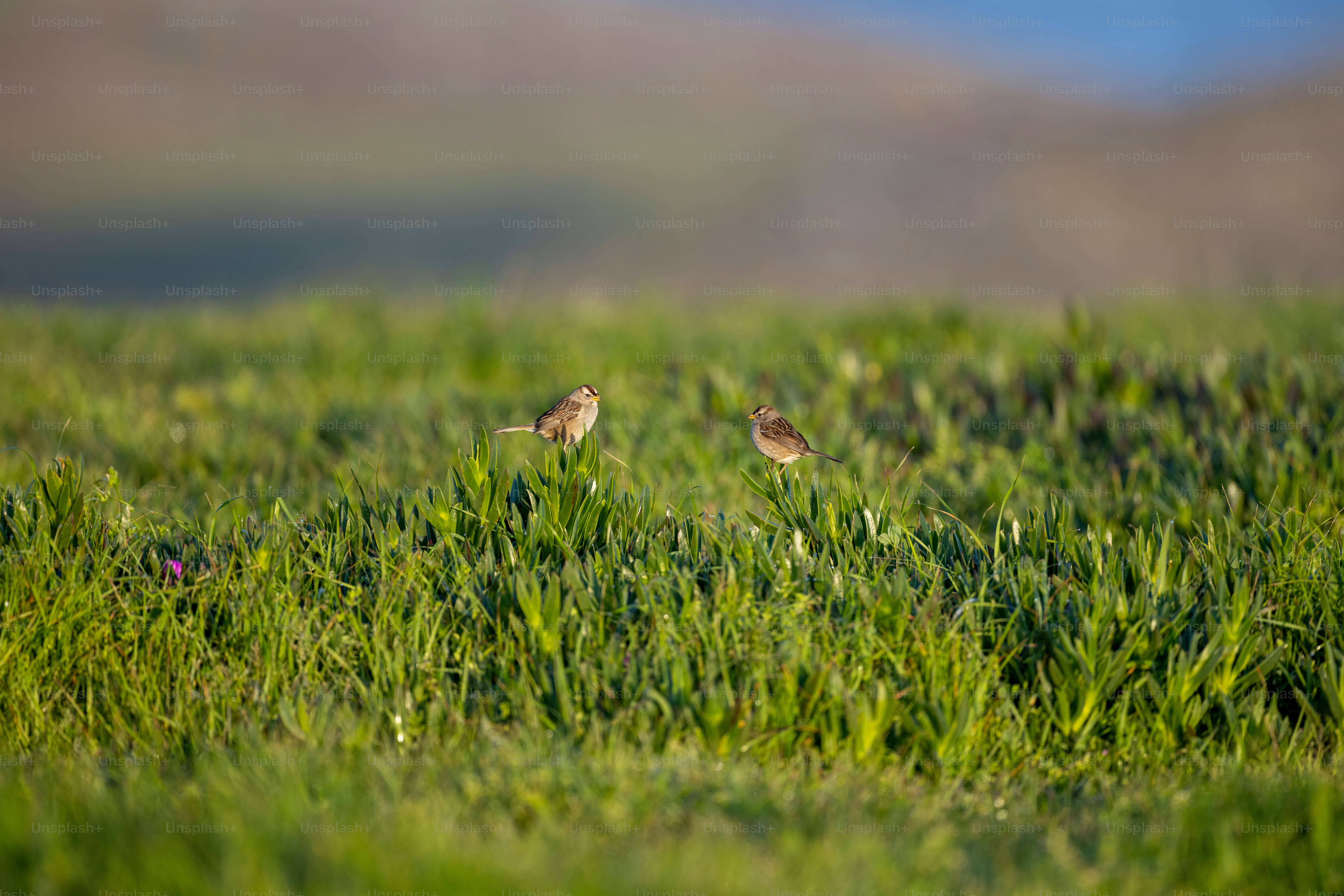 Dos pájaros pequeños parados en un campo cubierto de hierba foto ...