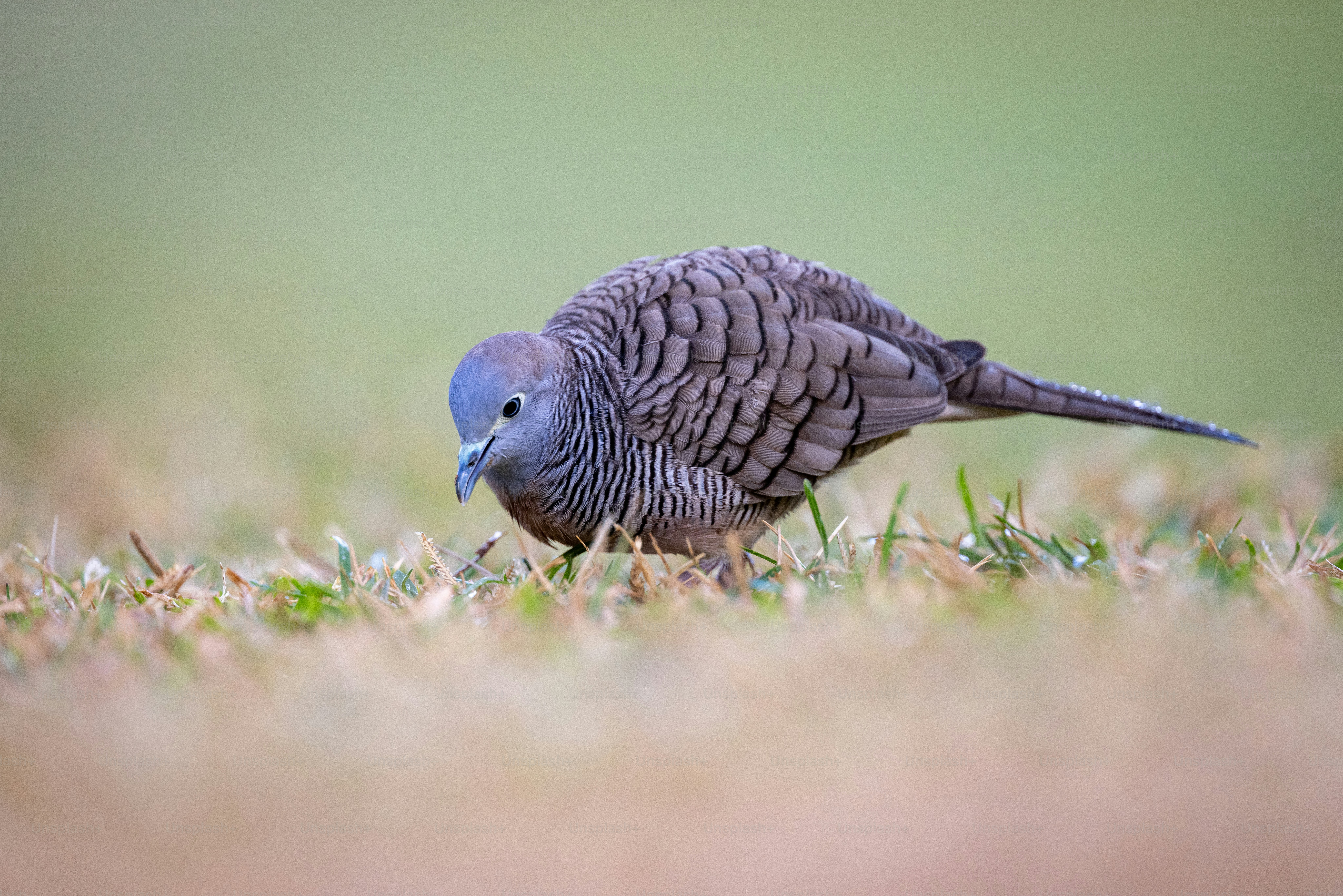 A bird standing on top of a grass covered field photo – Bird Image on ...