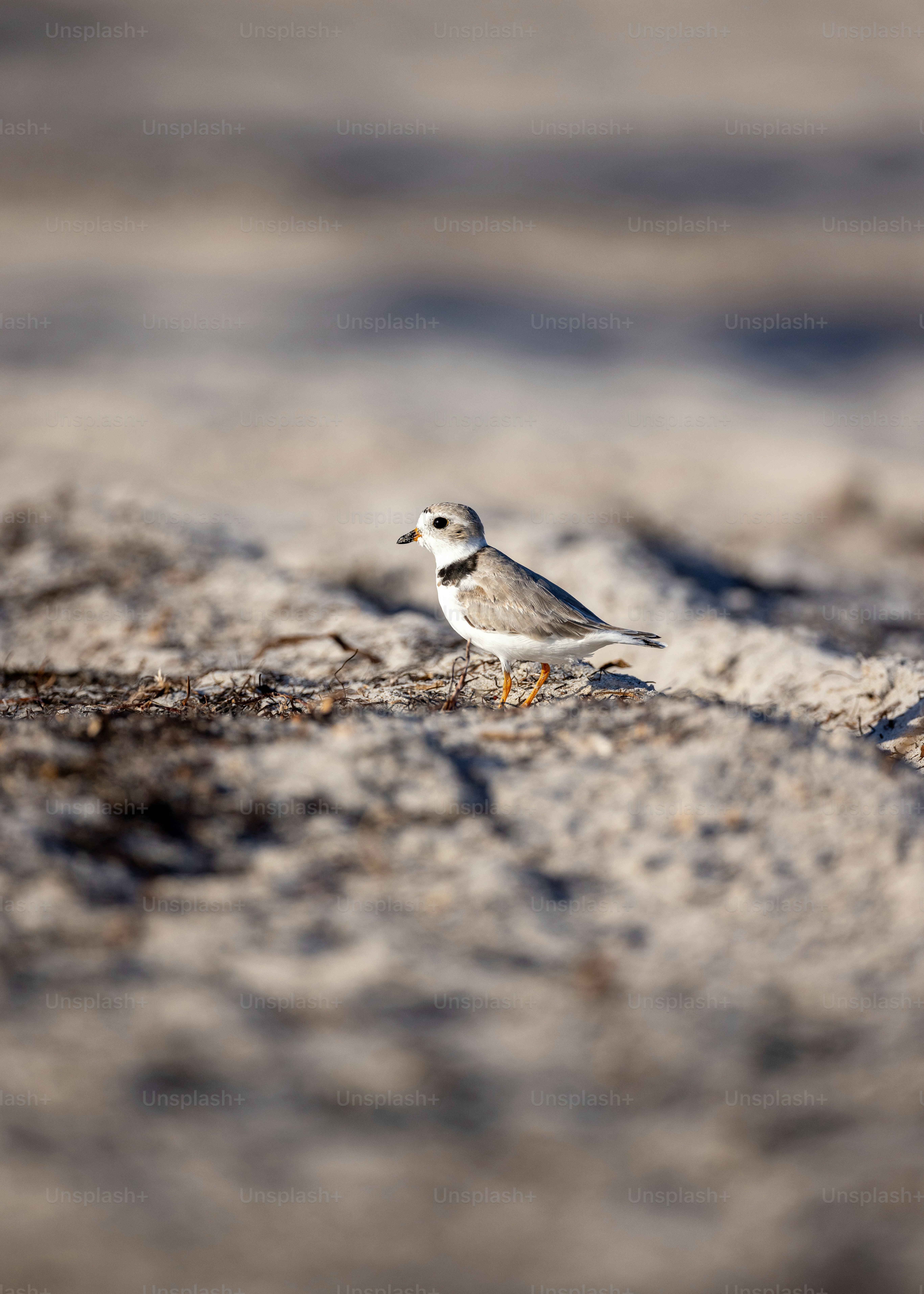 A small bird standing on a sandy beach photo – Plover Image on Unsplash