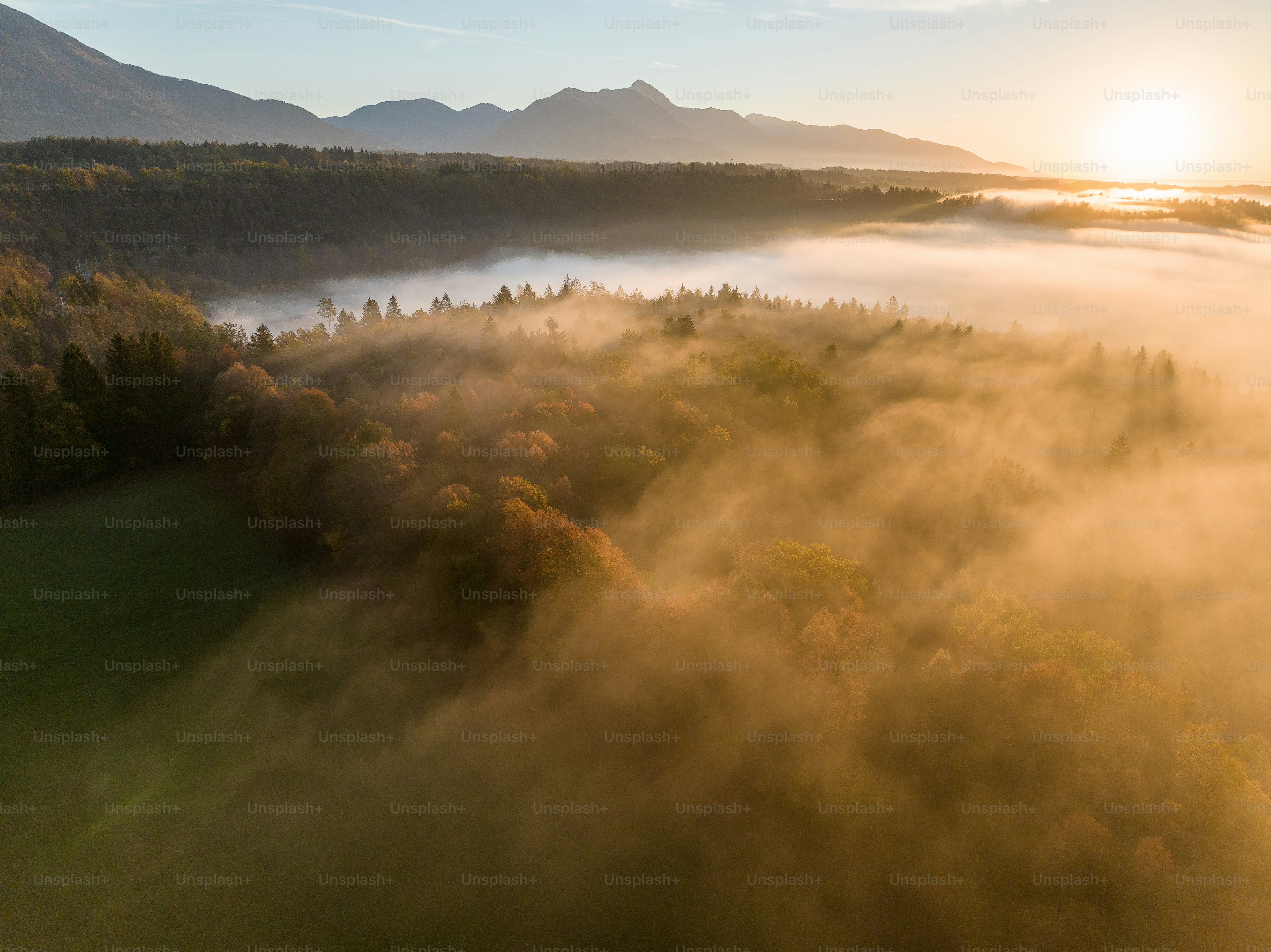 An aerial view of a forest covered in fog photo – Sunshine Image on ...