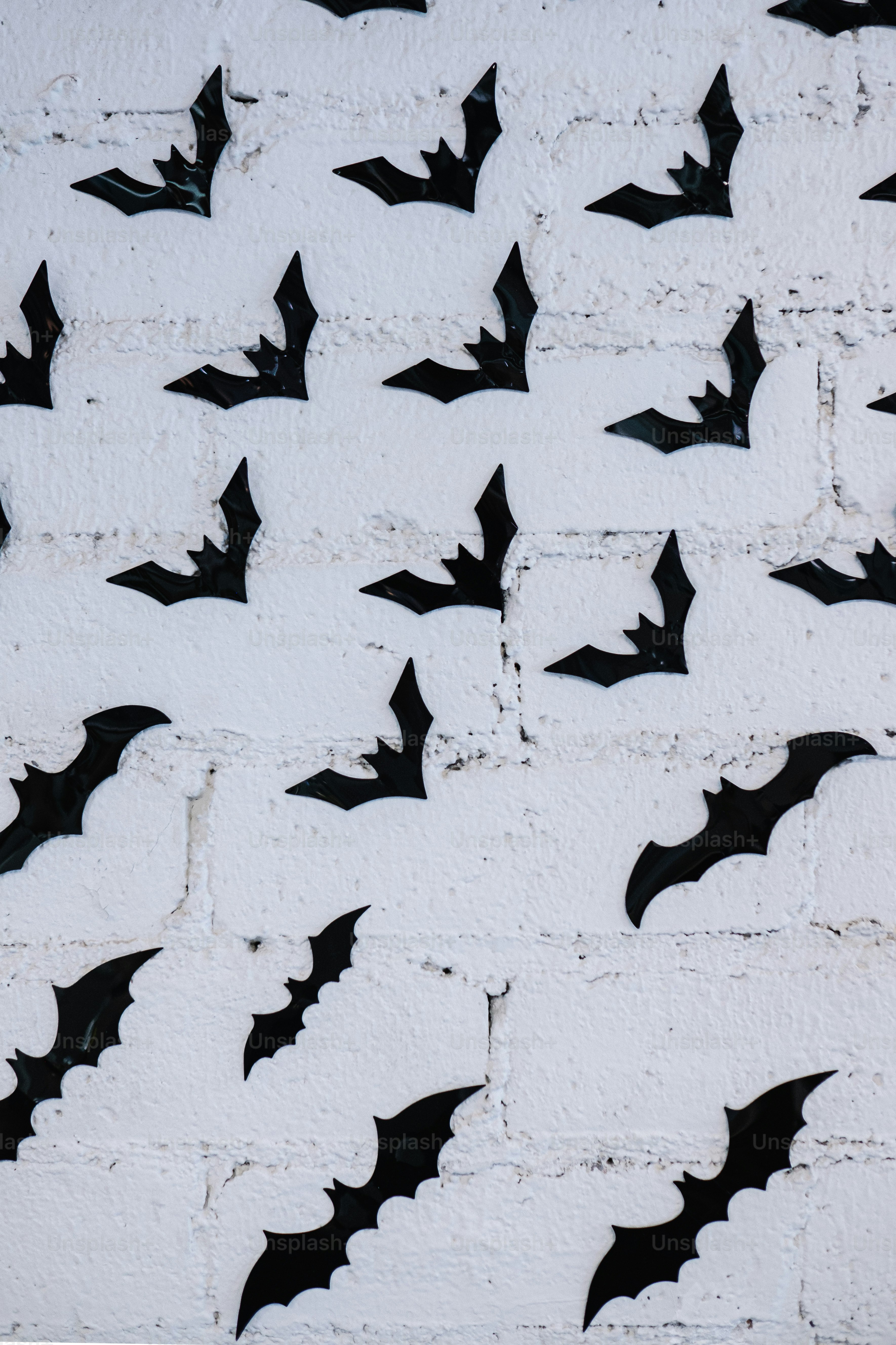 A bunch of bats that are on a wall photo – Bats Image on Unsplash