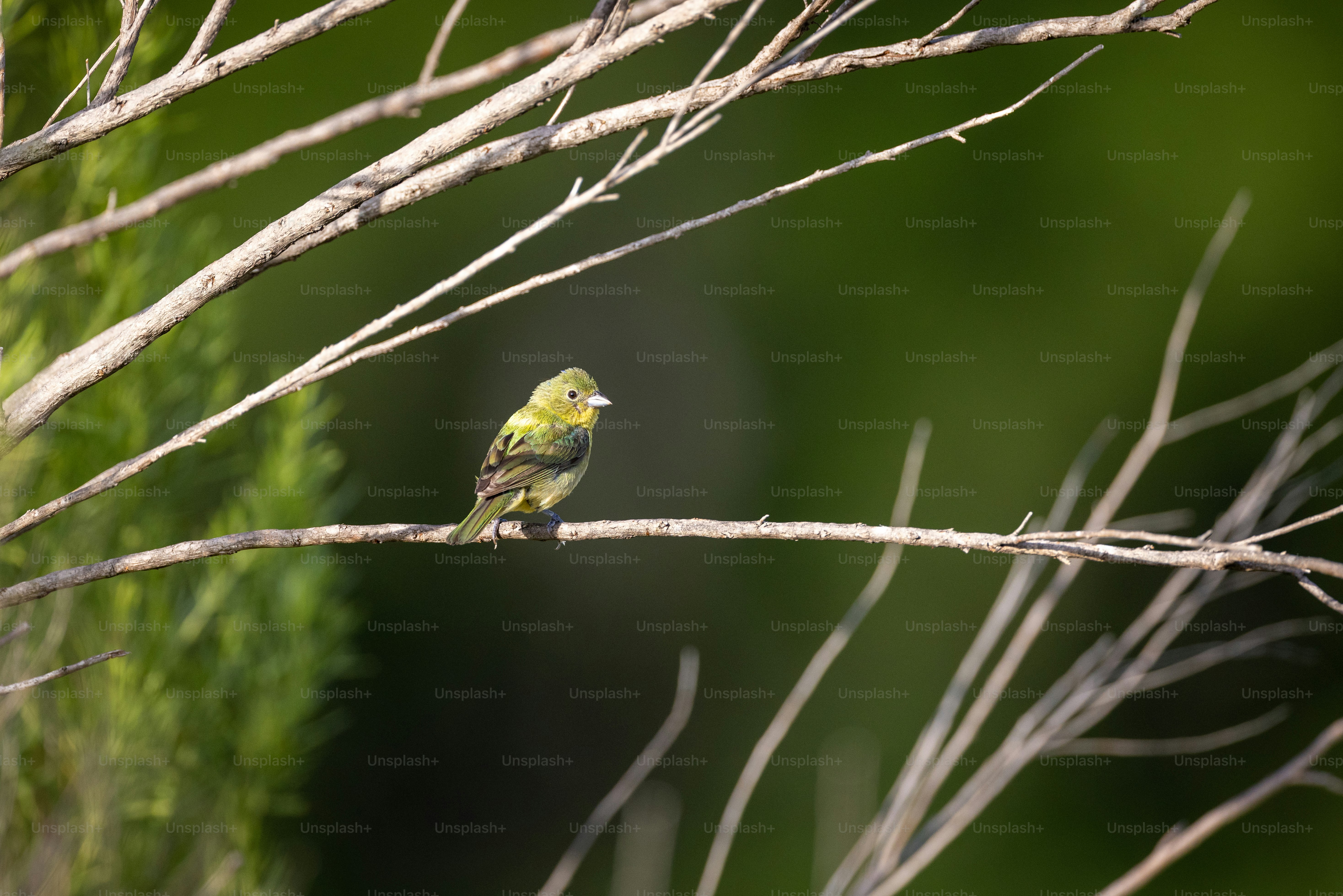 A small yellow bird perched on a tree branch photo – Perched bird Image ...