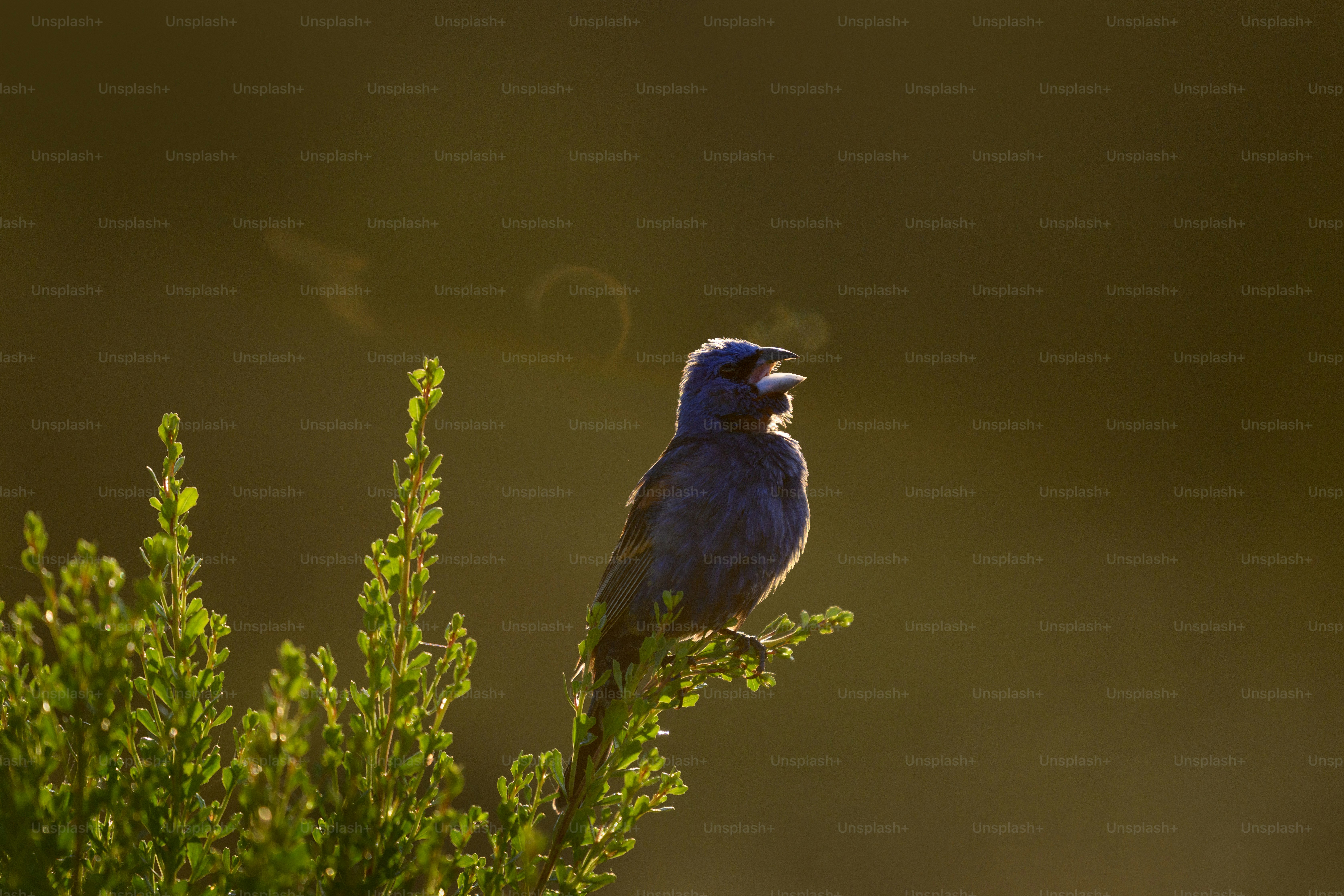 A small bird sitting on top of a tall grass covered field photo ...