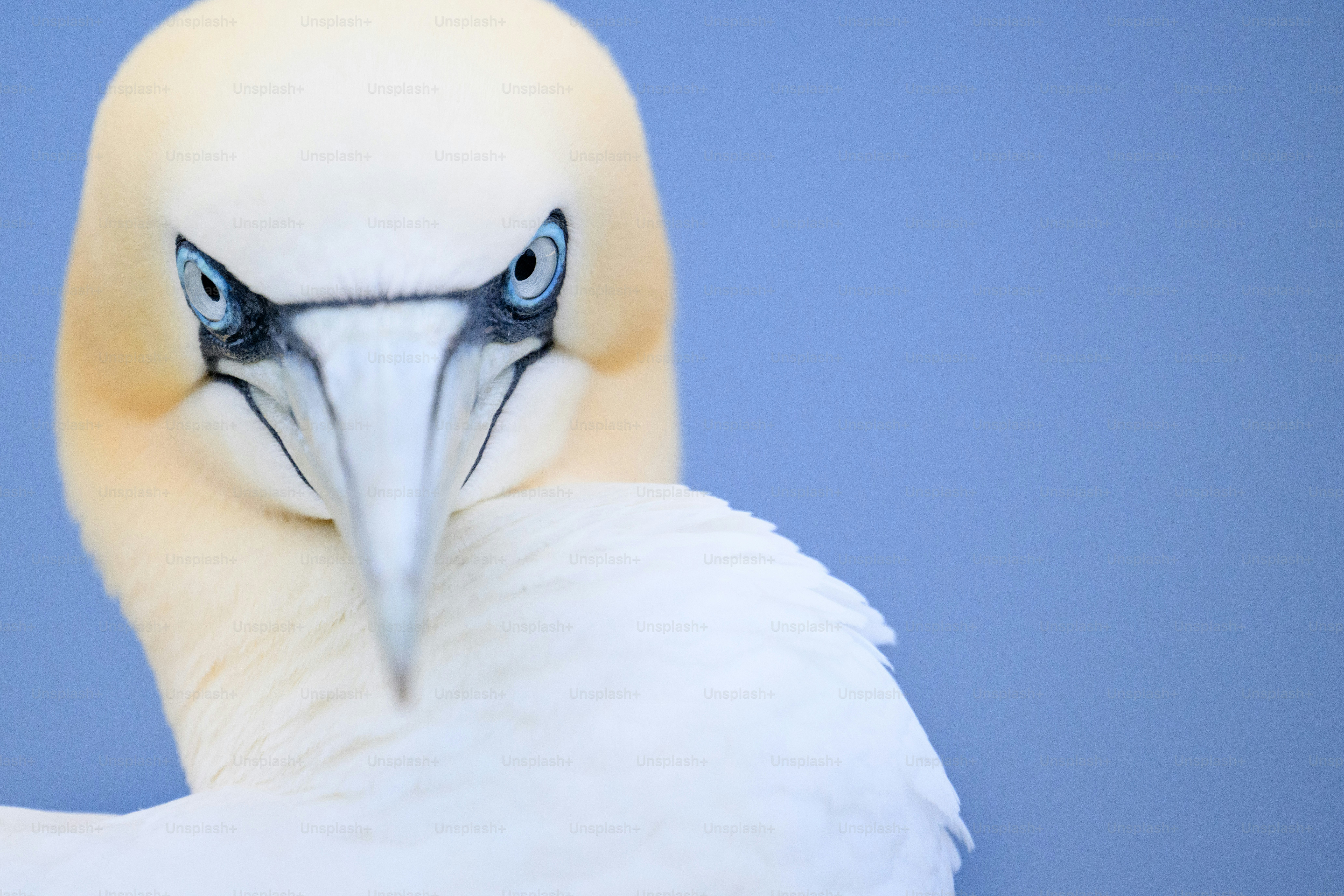 A close up of a white bird with blue eyes photo – White animal Image on ...