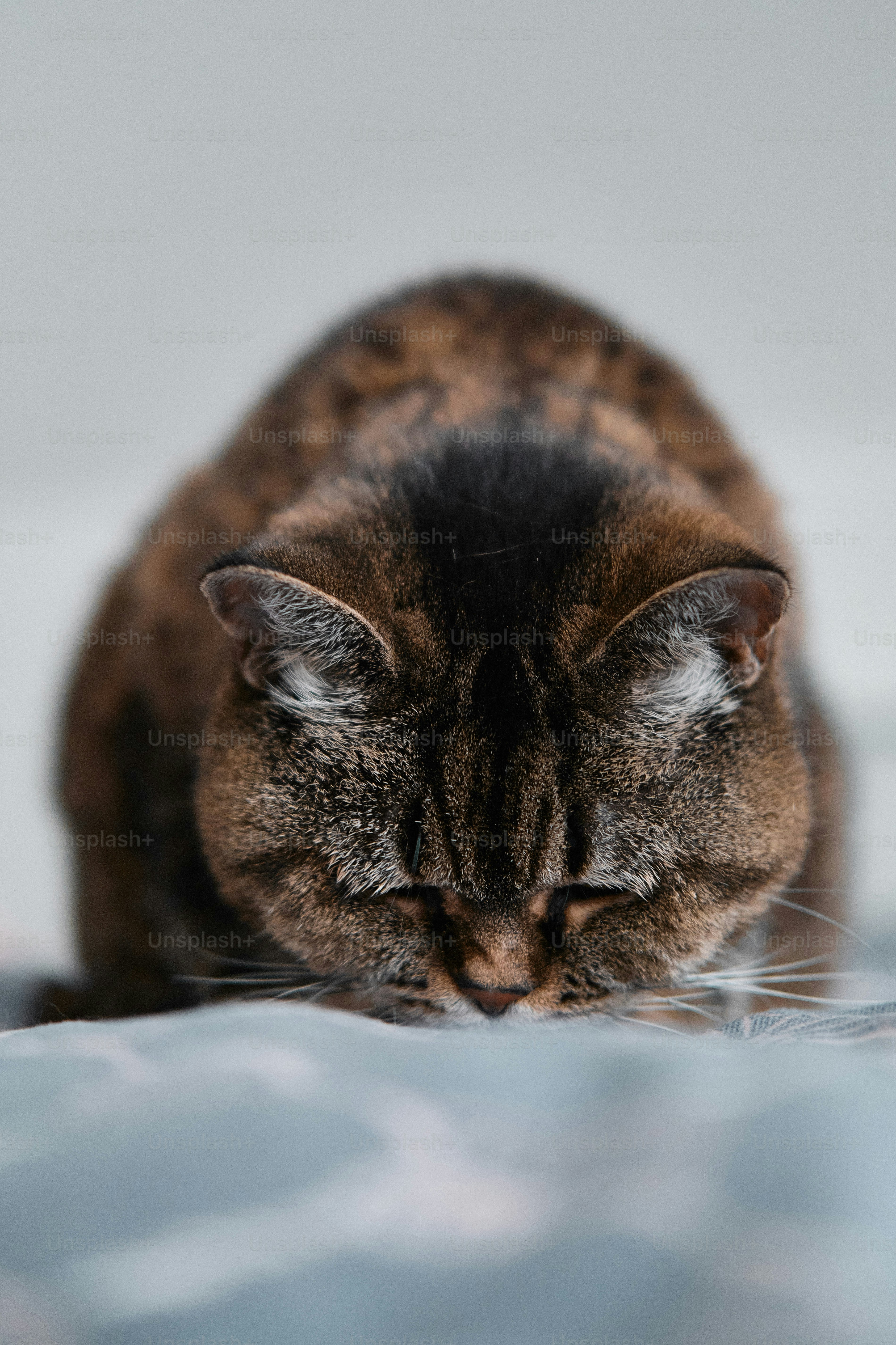 Cat Head Pictures | Download Free Images on Unsplash