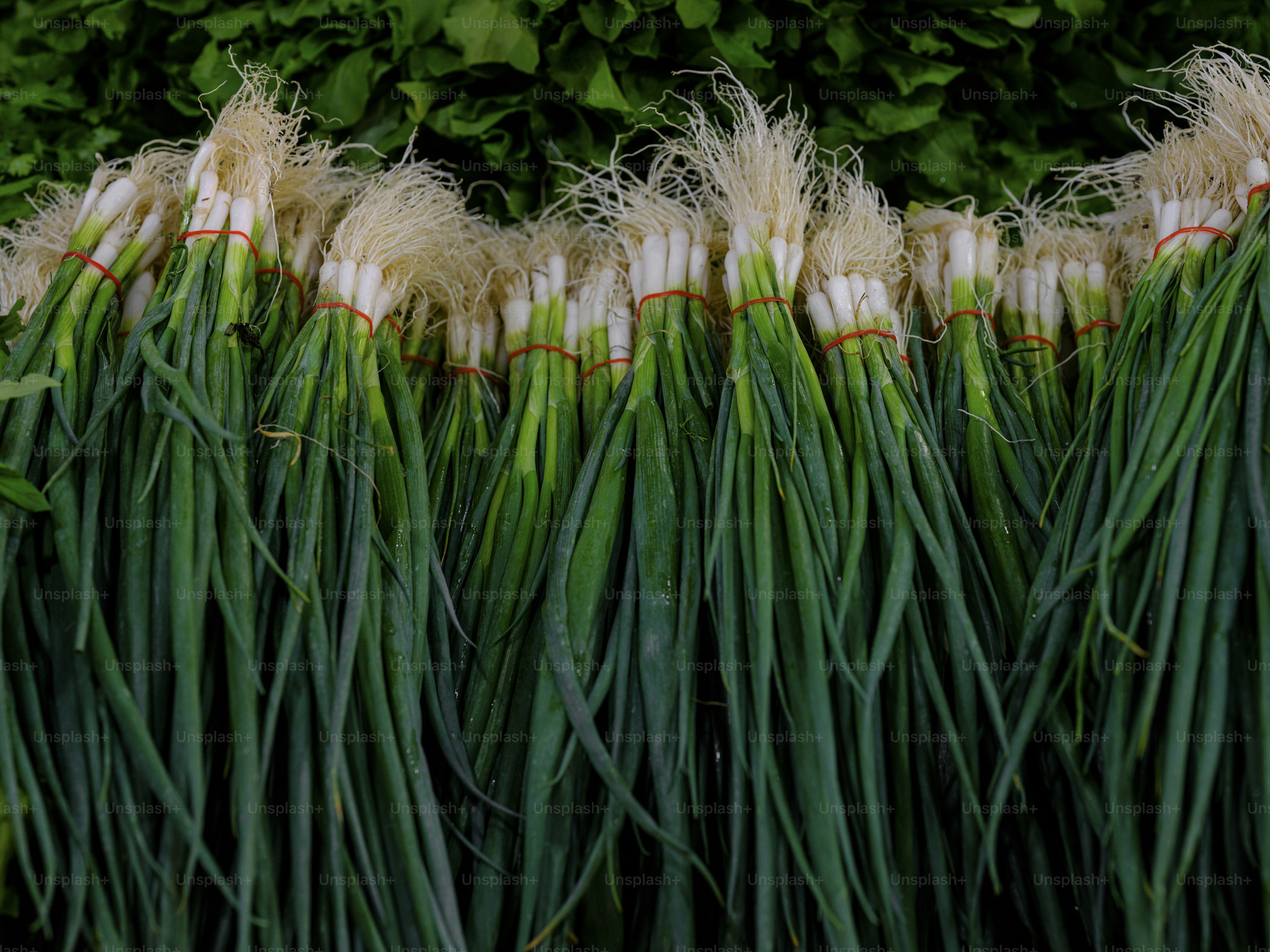 Spring Onion Pictures | Download Free Images on Unsplash