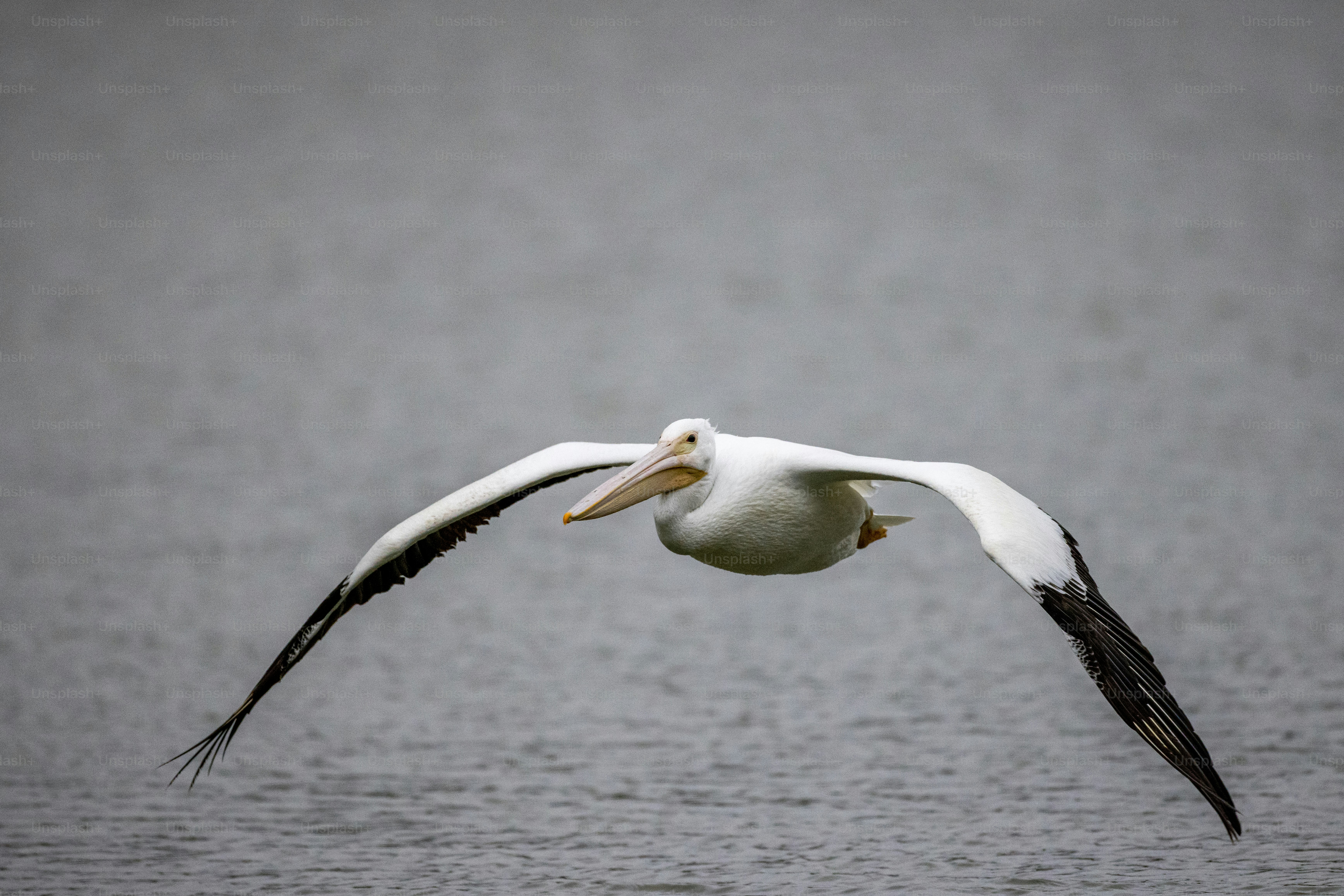 A large white bird flying over a body of water photo – Bird Image on ...