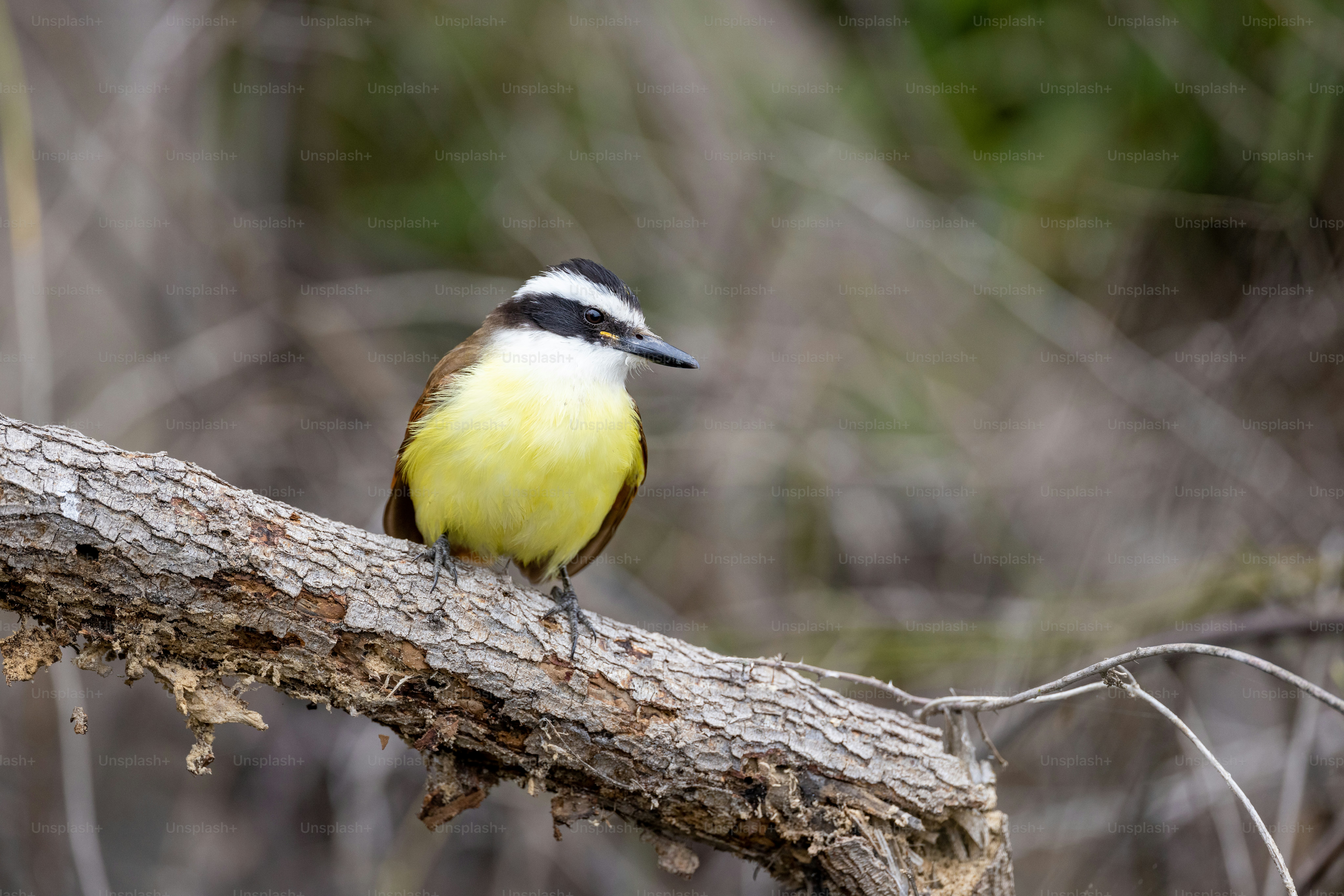 A small bird perched on a tree branch photo – Green bird Image on Unsplash