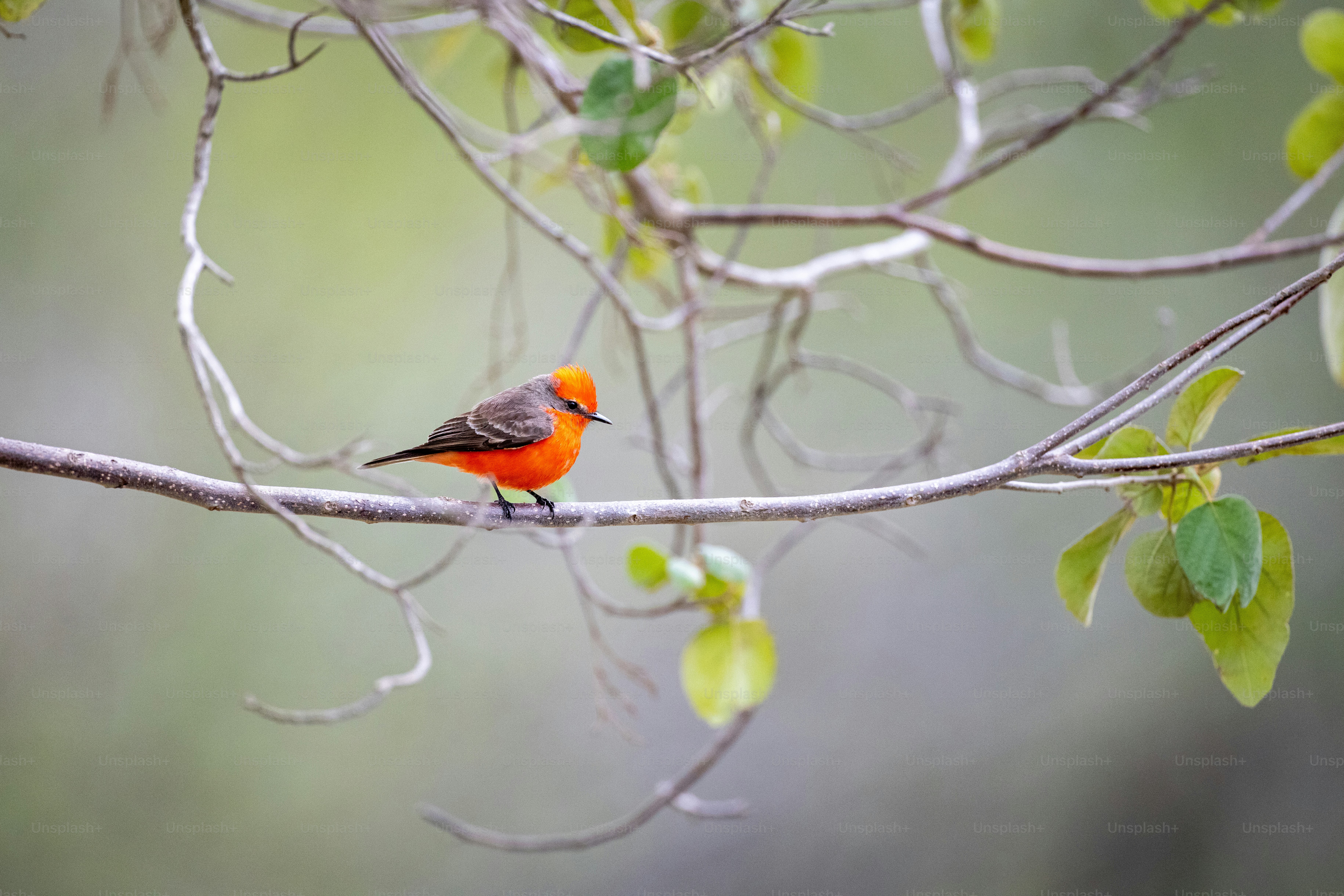 Little Bird Pictures | Download Free Images on Unsplash