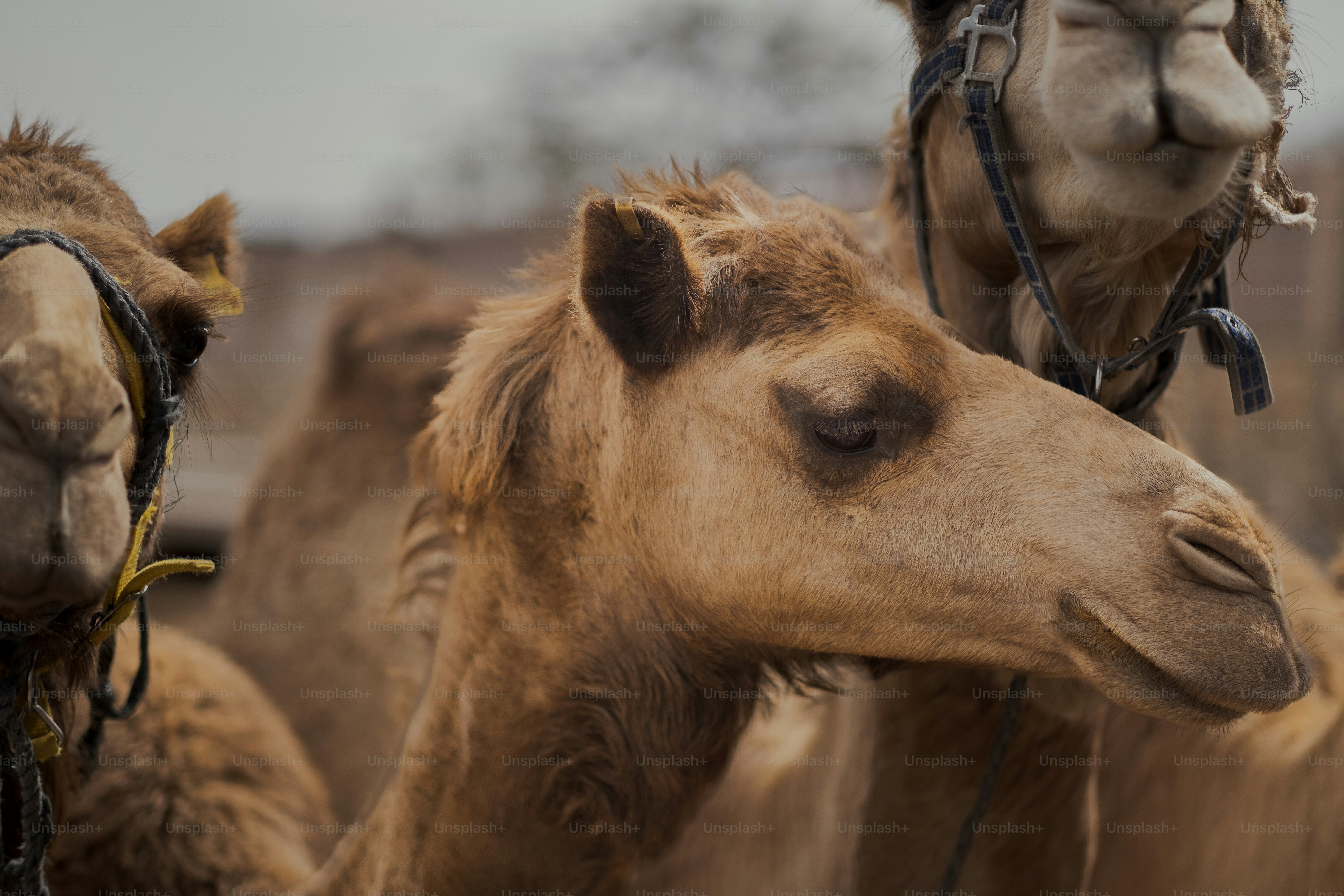 A close up of a camel's face with a blurry background photo – Animal ...