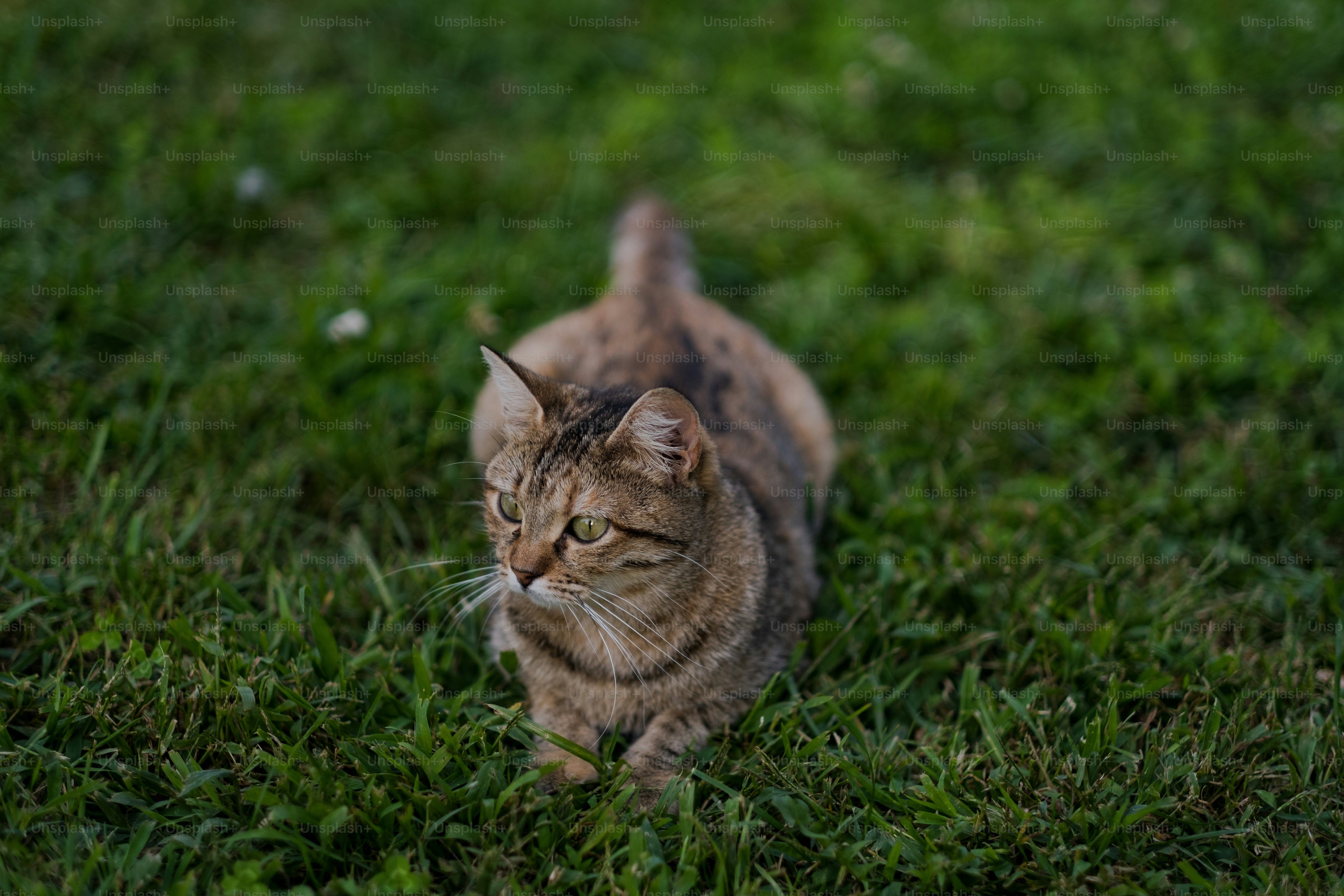 Cat Grass Pictures | Download Free Images on Unsplash