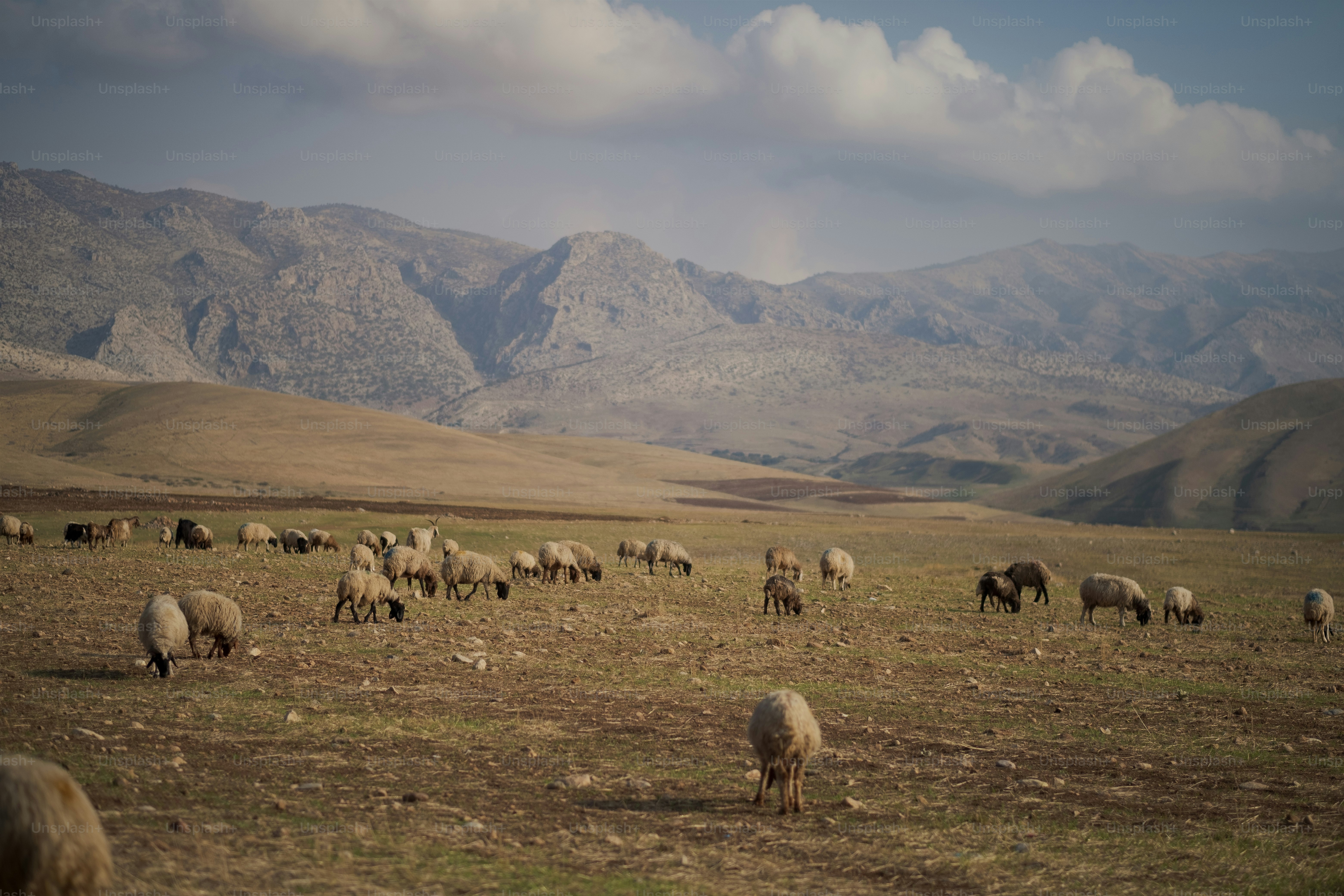 Irak Nature Photos | Télécharger des images gratuites sur Unsplash
