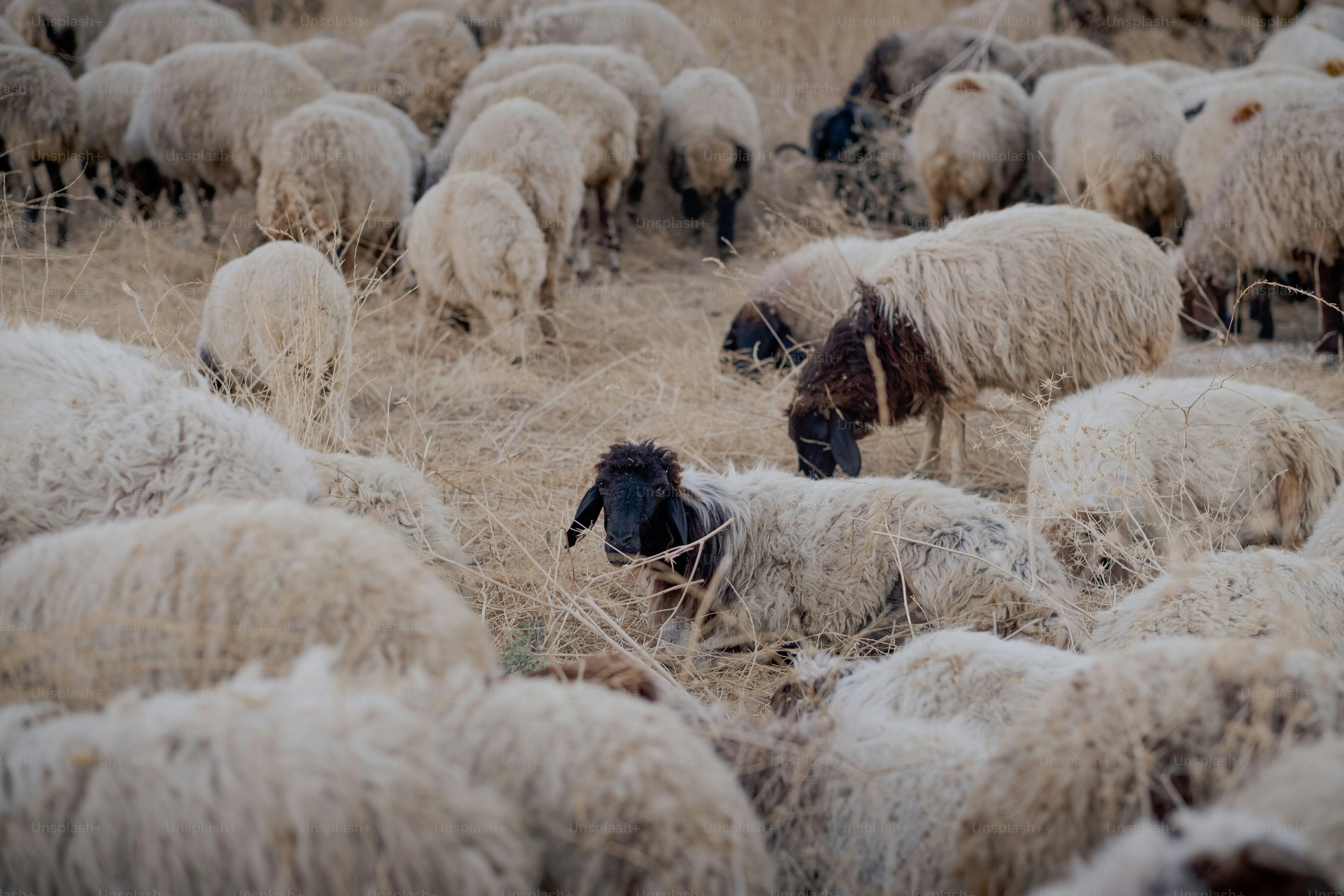 A herd of sheep standing on top of a dry grass field photo – Sheep ...