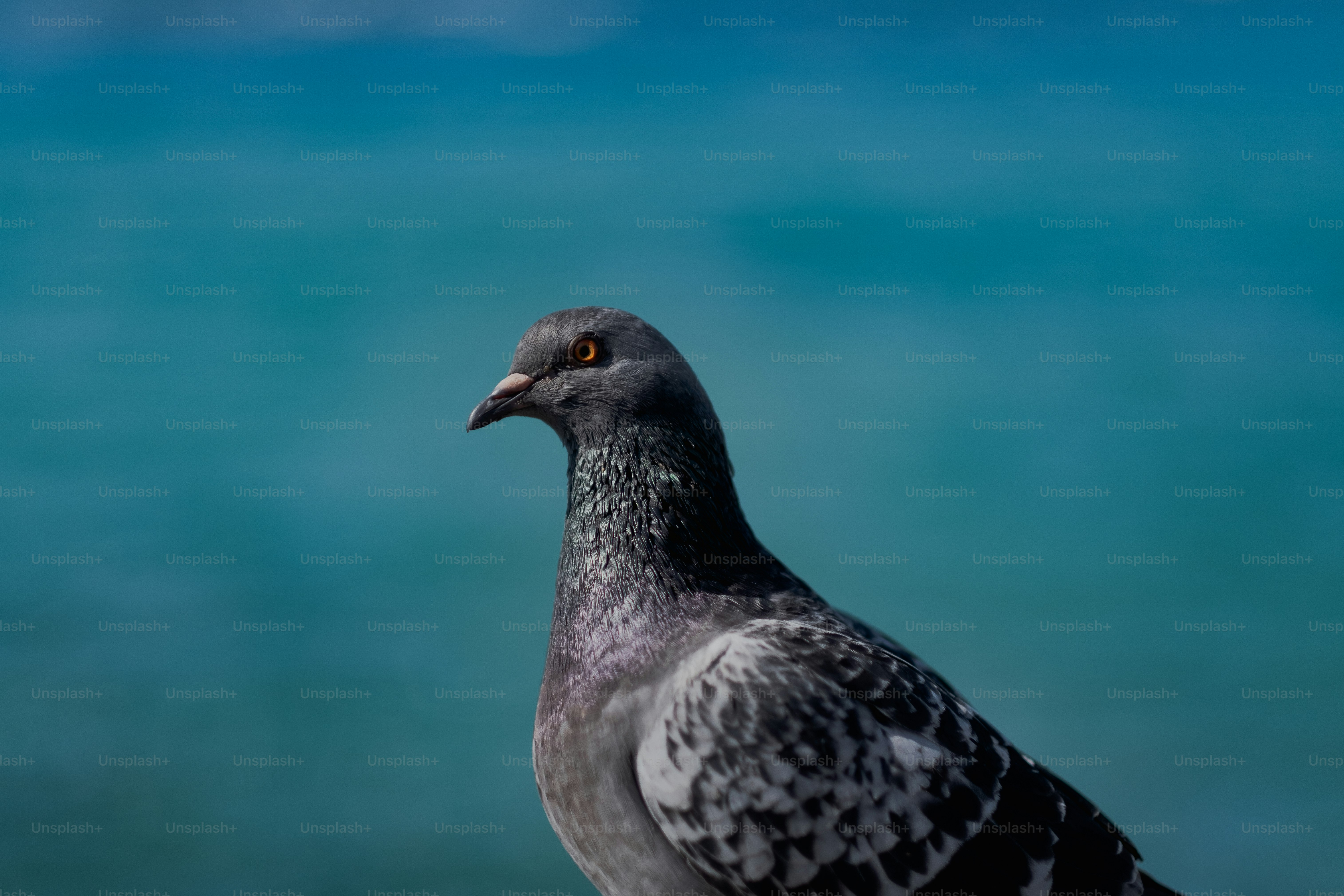 500+ Pigeon Pictures | Download Free Images on Unsplash