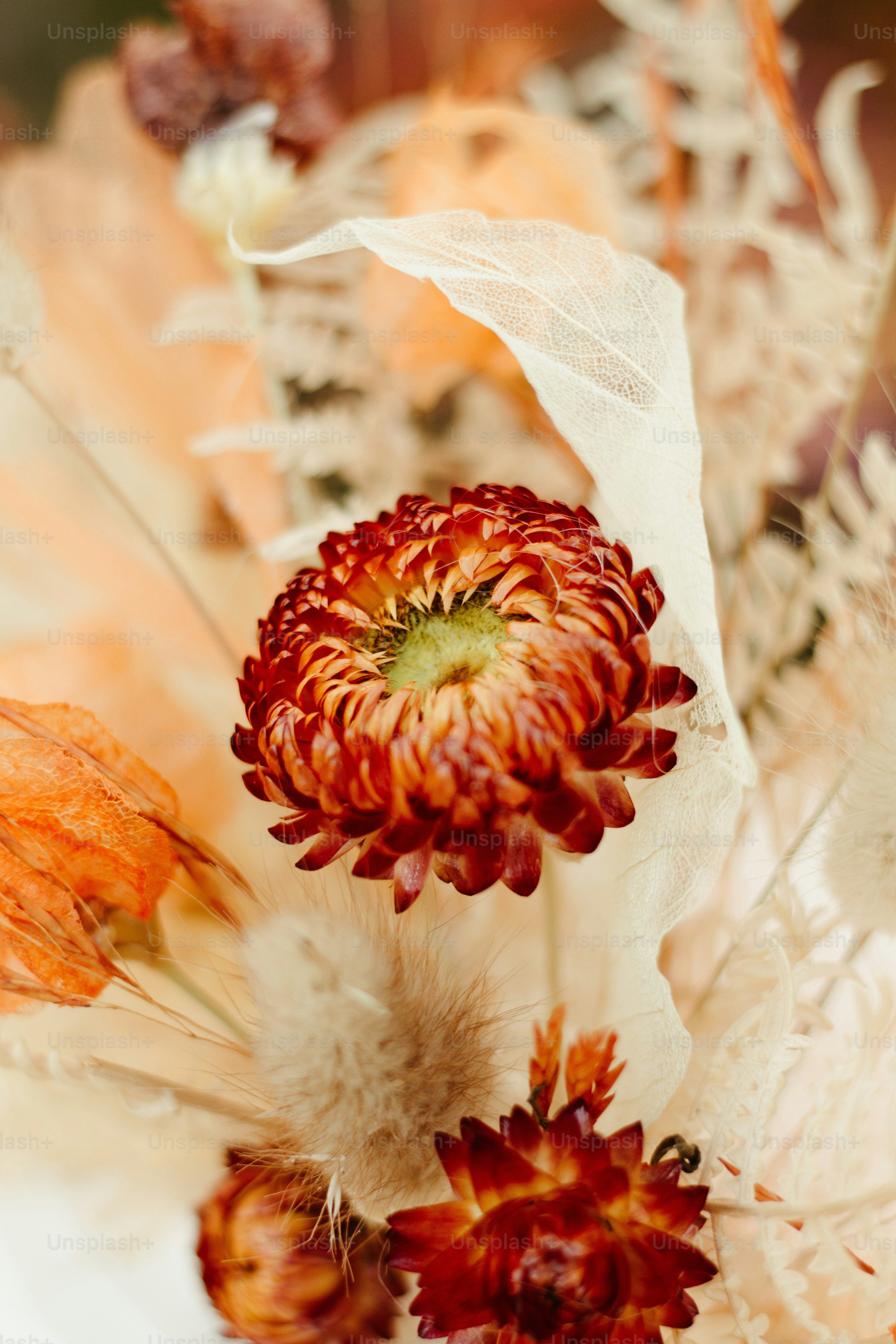 Flower Head Pictures | Download Free Images on Unsplash