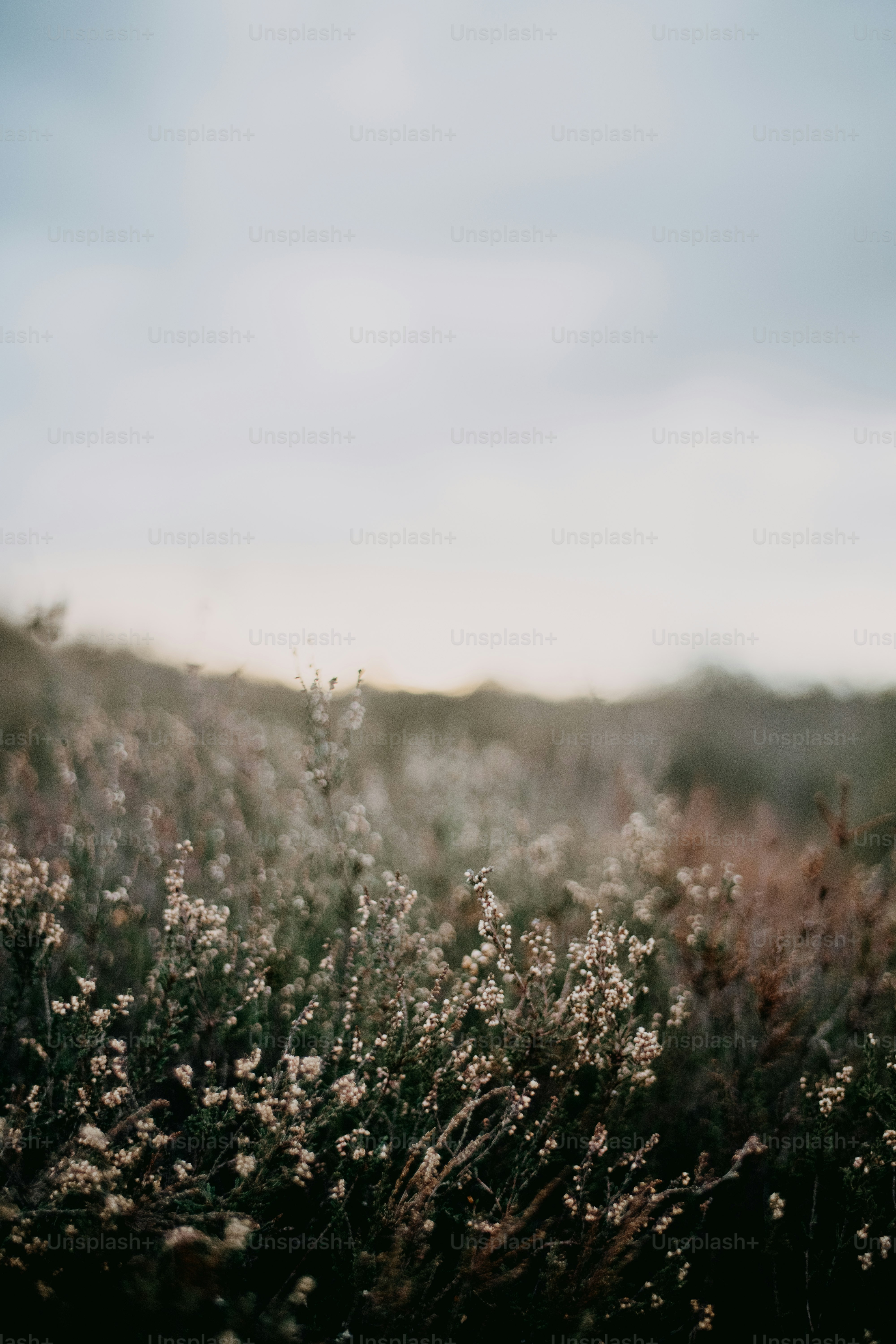 Un champ plein d’herbes hautes sous un ciel nuageux photo – Champ Photo ...