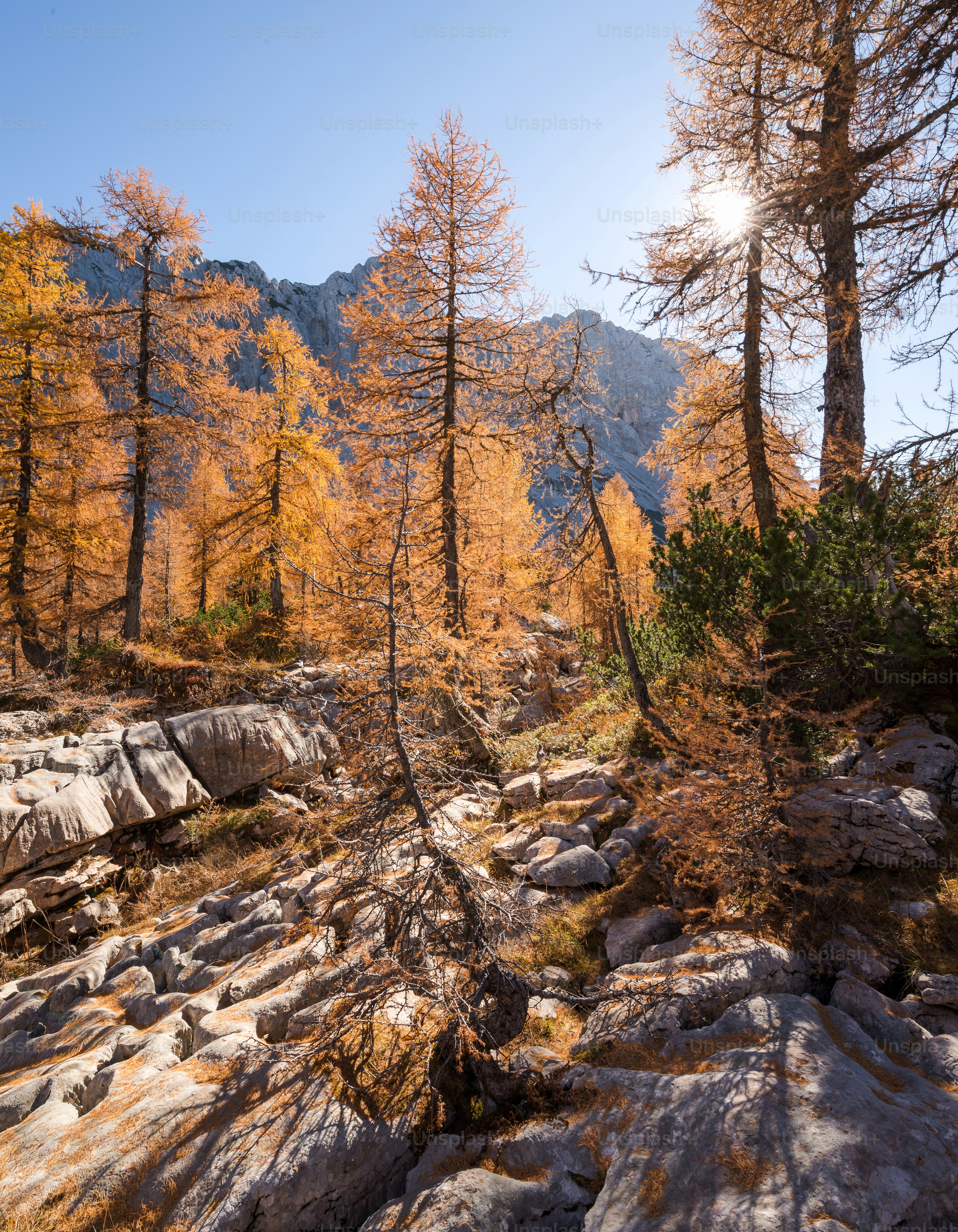 Foto Un río rocoso que atraviesa un bosque lleno de árboles – Otoño ...
